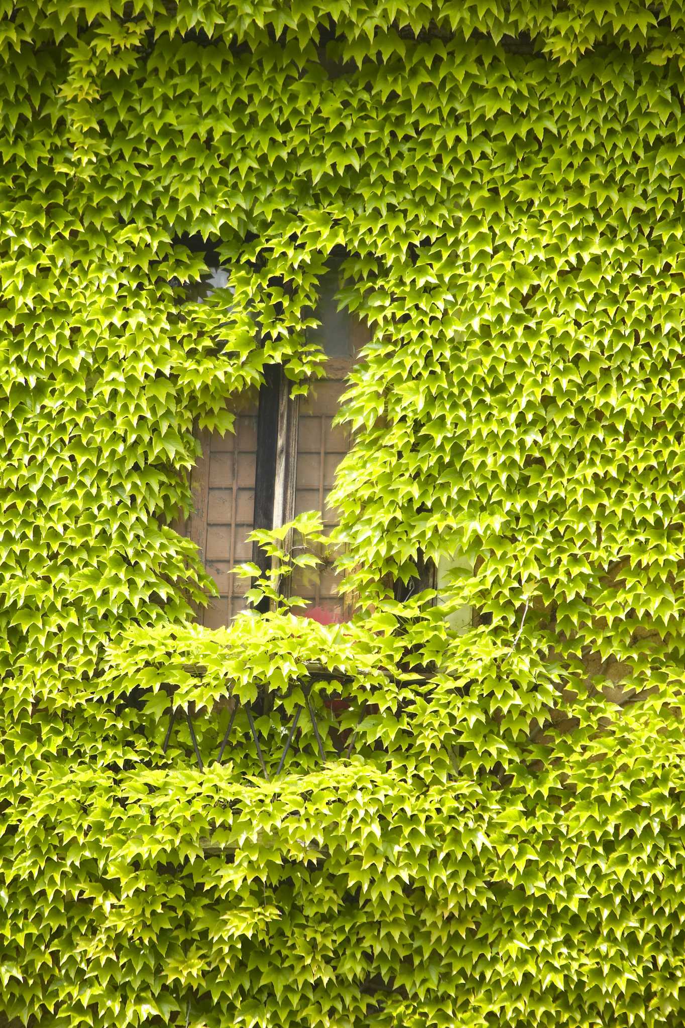 Types of Climbing Ivy
