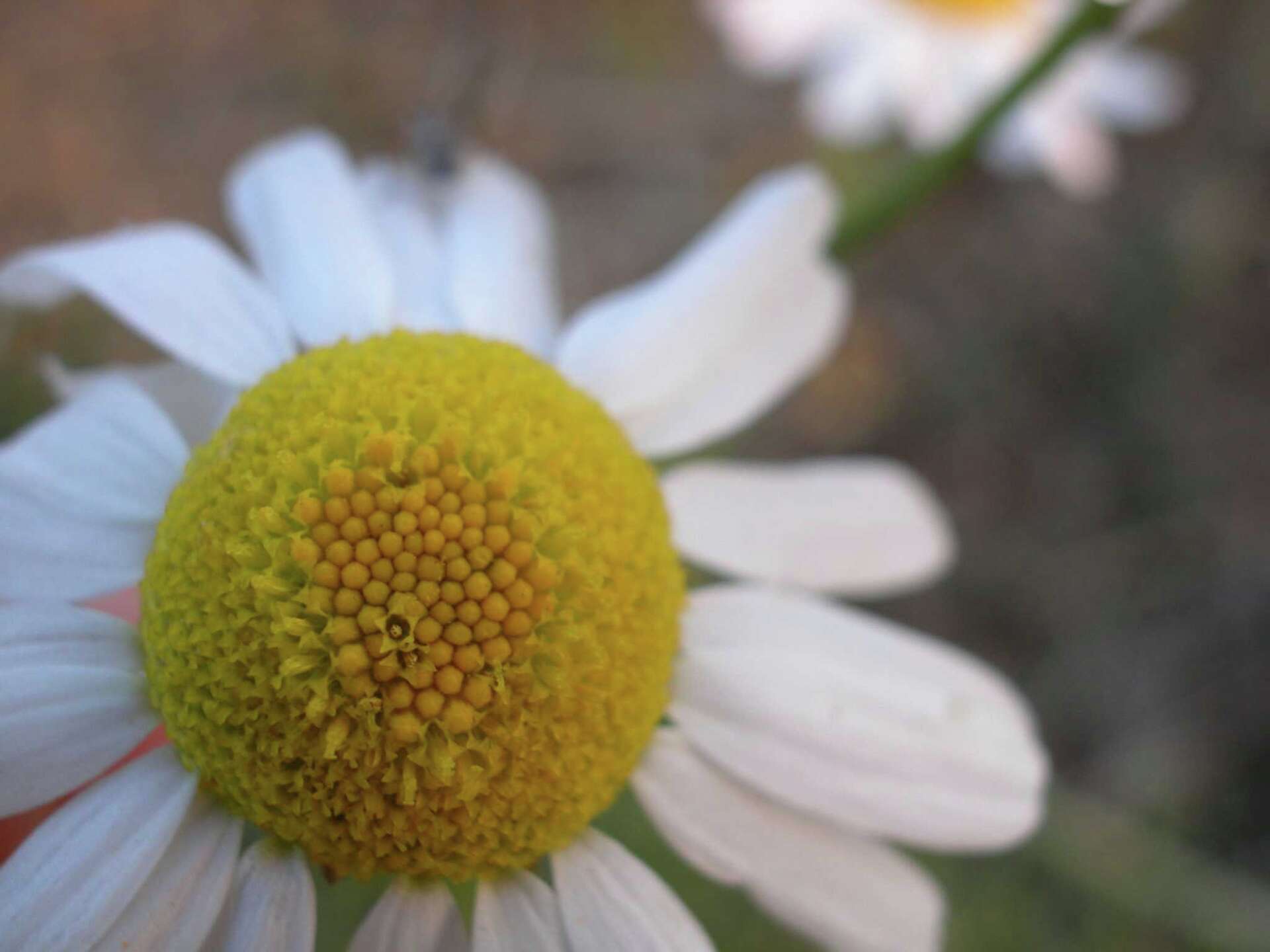 How to Plant a Chamomile Lawn