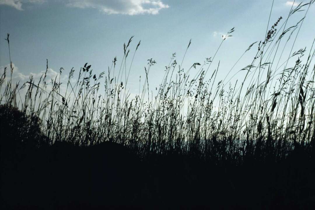 Types of Deep Root Grass