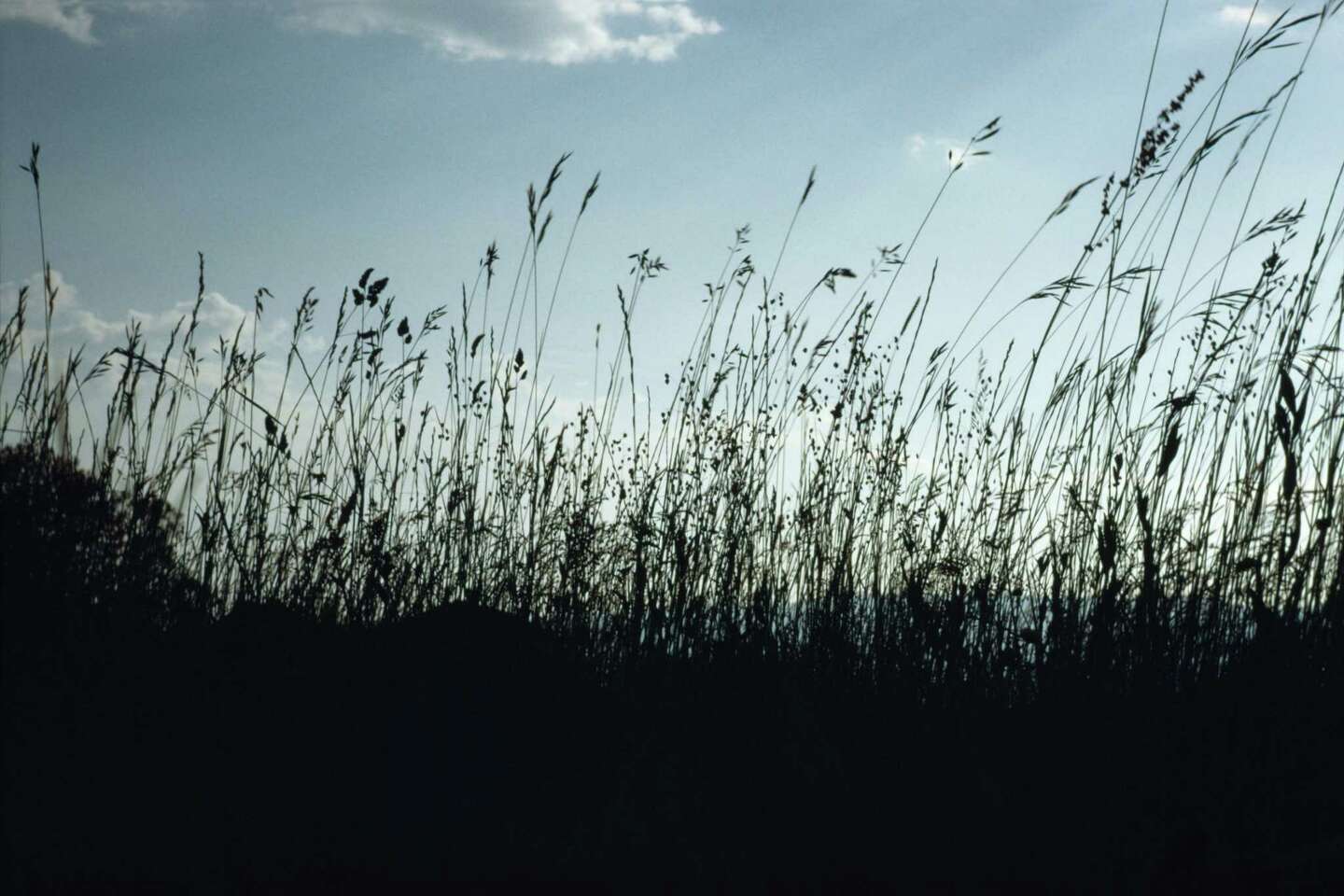 Types of Deep Root Grass