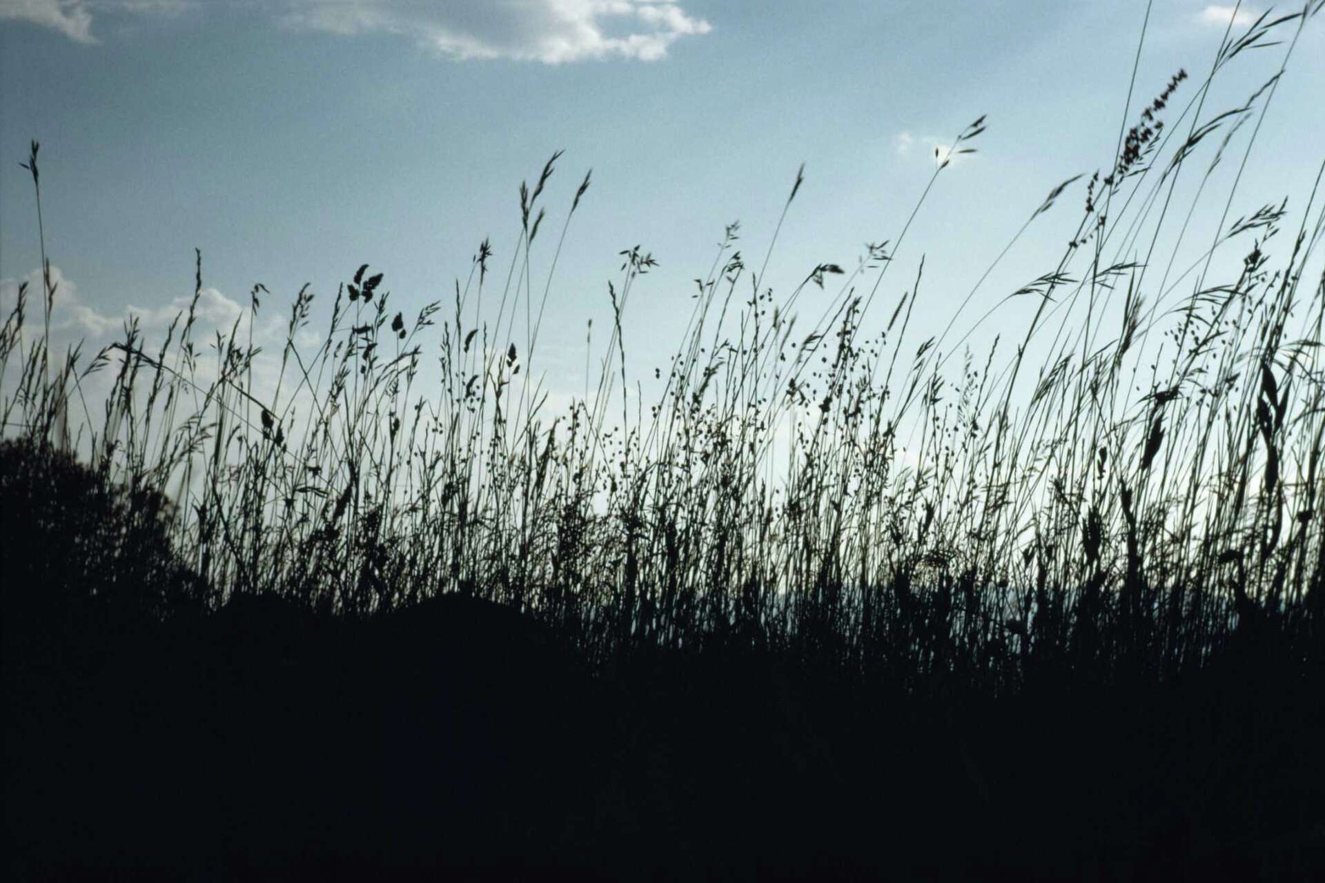 Types of Deep Root Grass