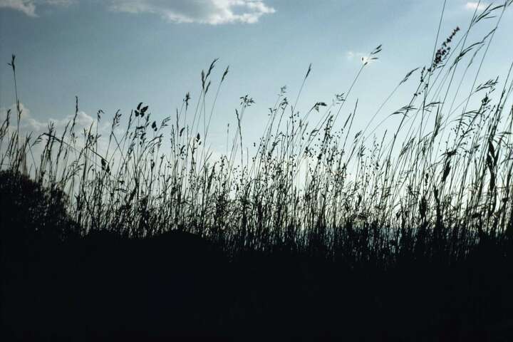 Types of Deep Root Grass