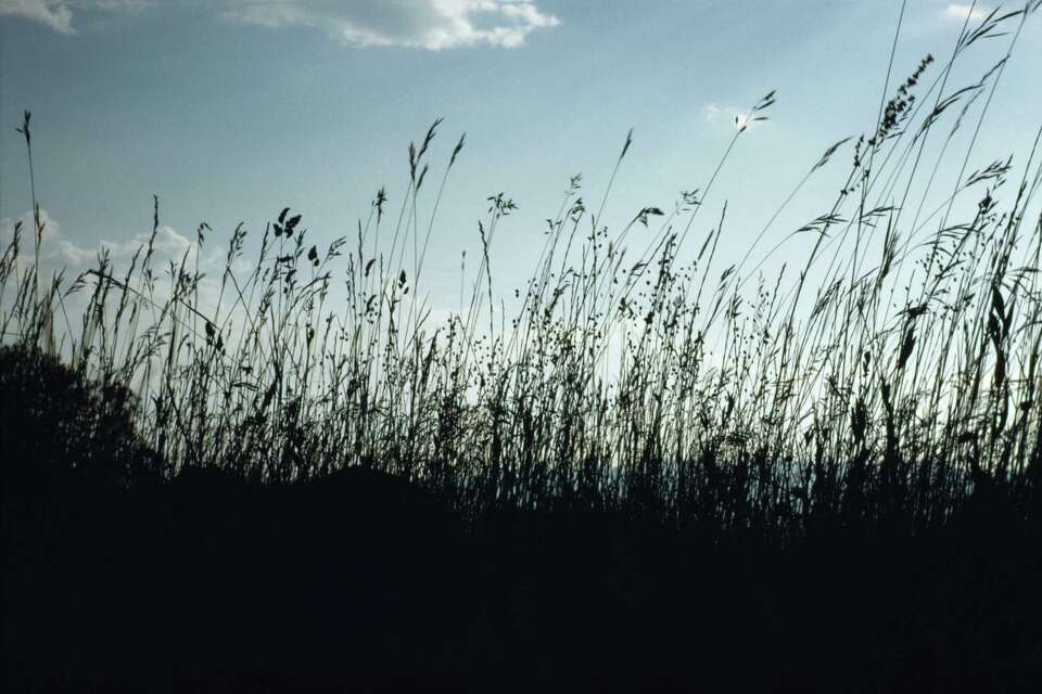 Types of Deep Root Grass