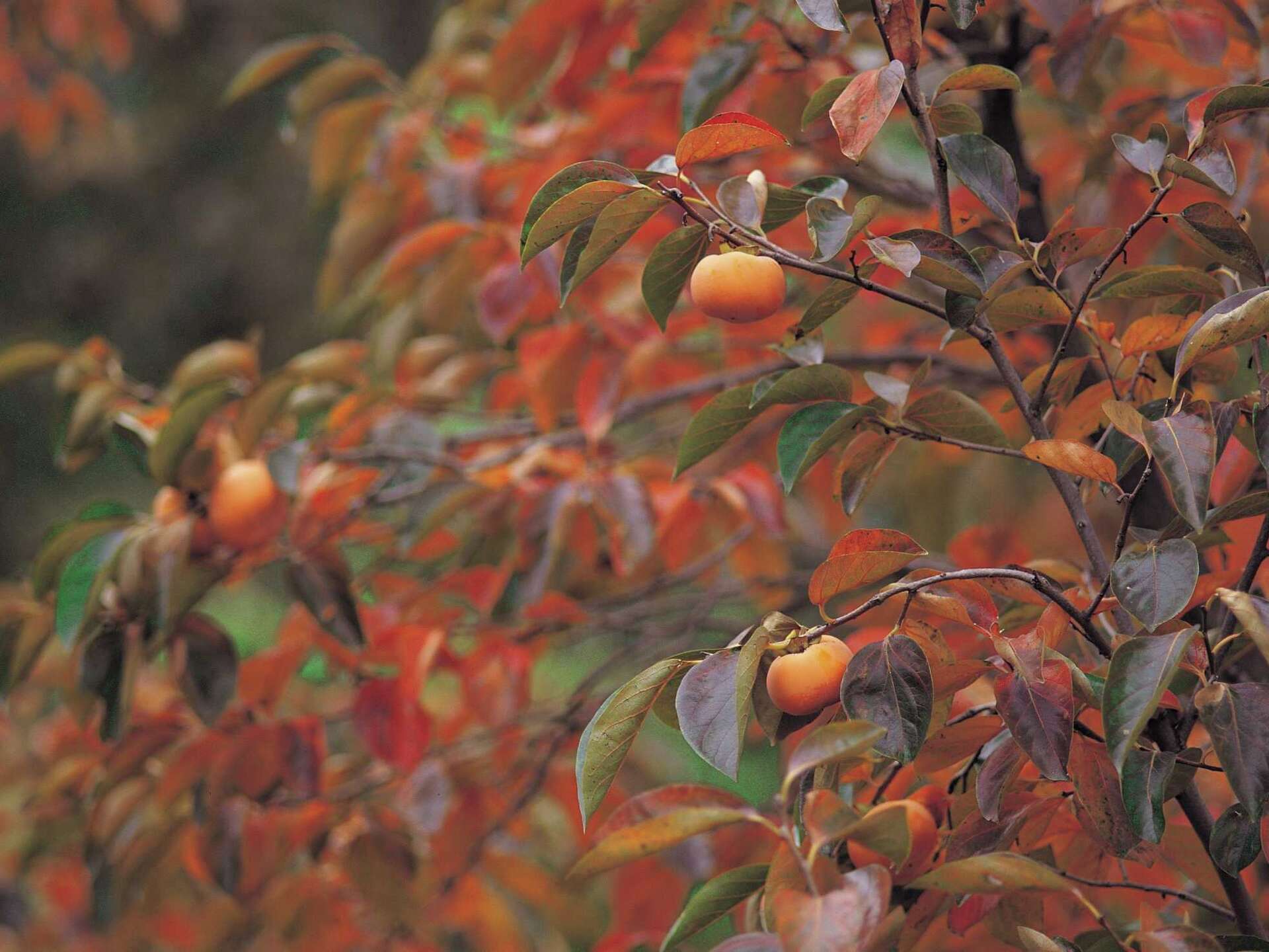 Types of Diseases & Infestation Found on Peach Trees