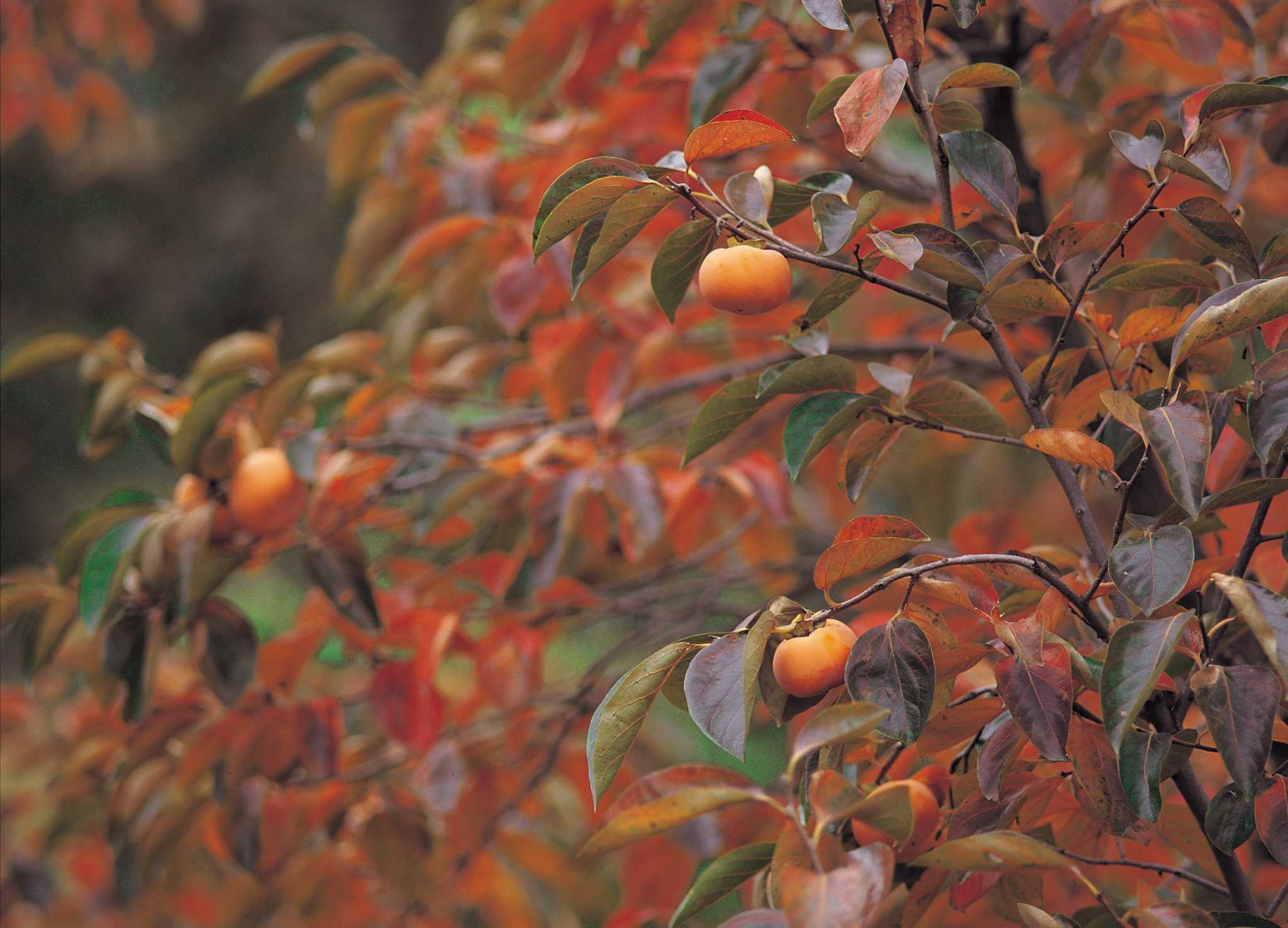 Types of Diseases & Infestation Found on Peach Trees