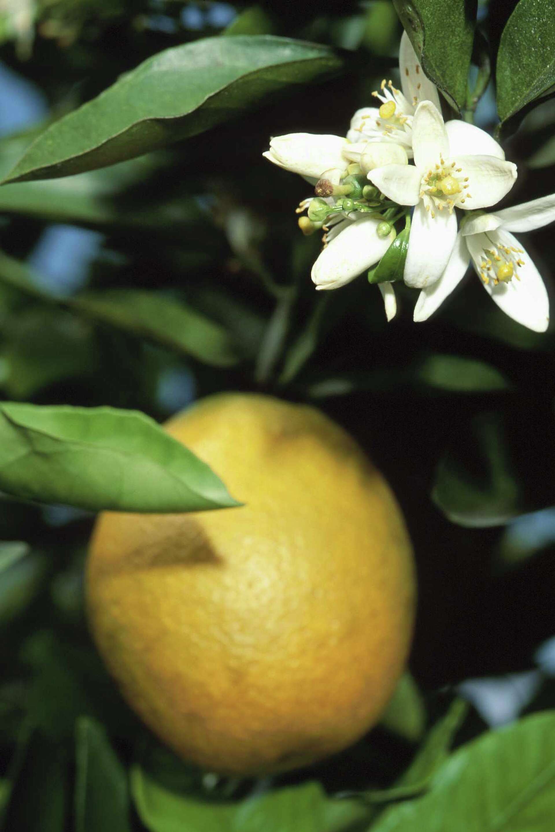 Types of Dwarf Citrus Trees