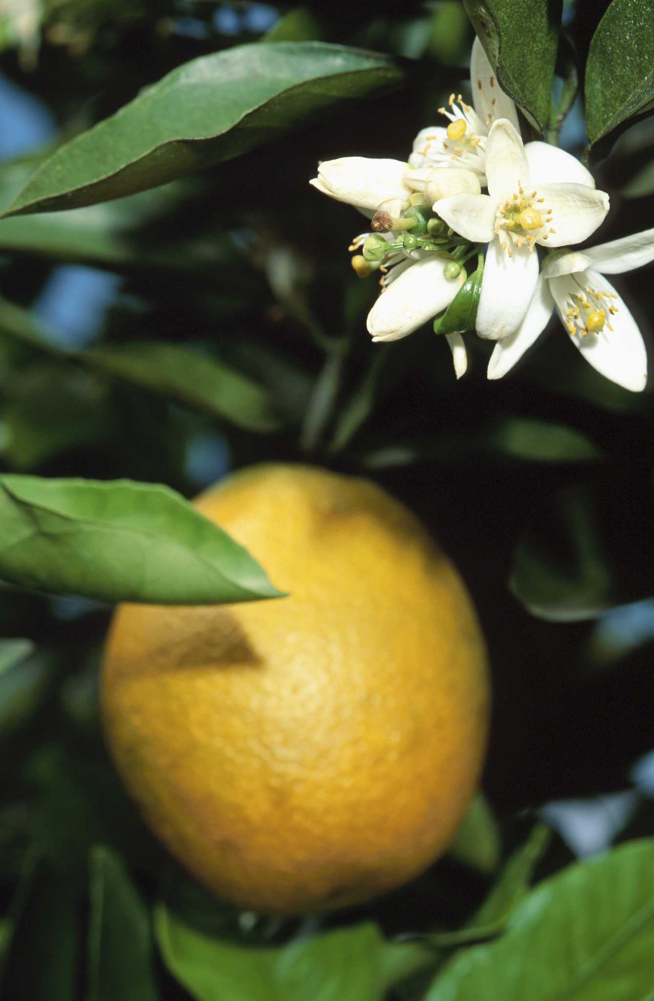 Types of Dwarf Citrus Trees