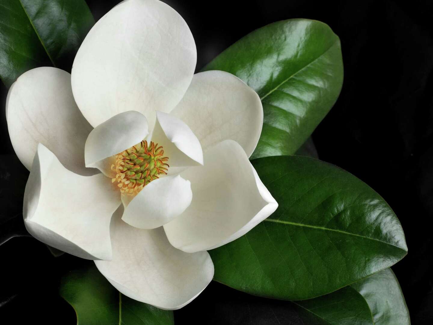 The Types of Fertilizer to Deep-Feed a Magnolia Tree