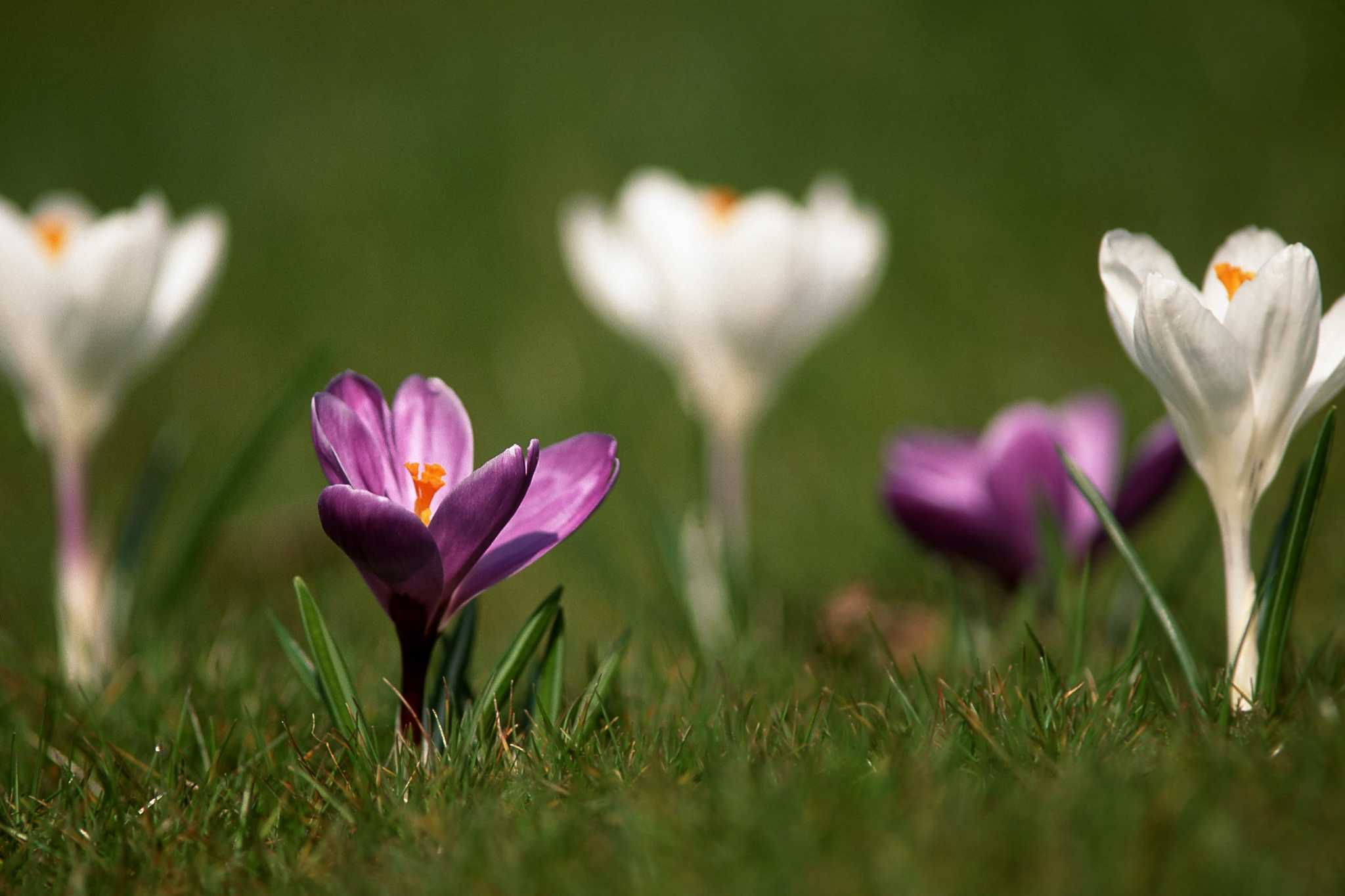 How to Plant a Crocus in a Lawn
