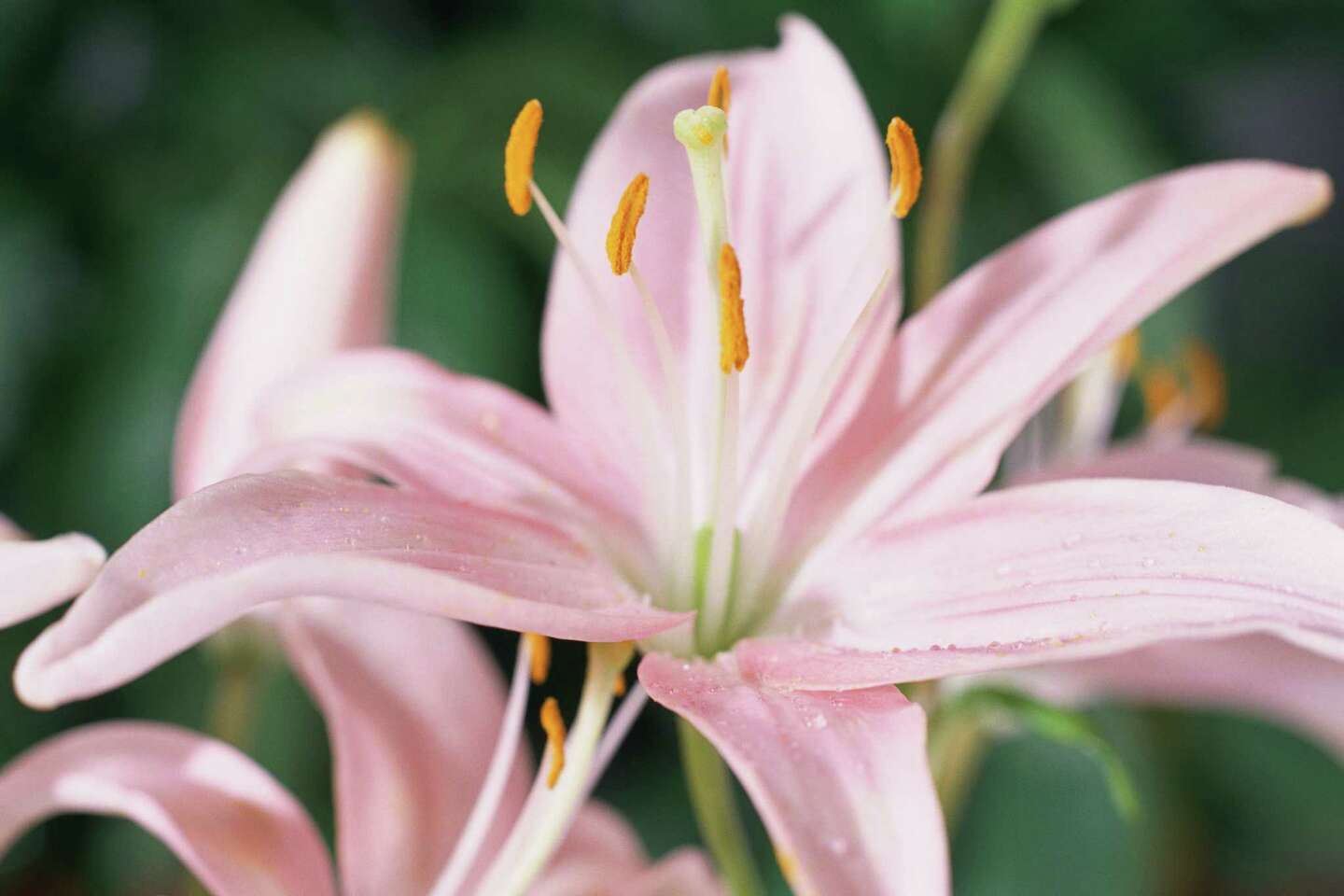 Types of Flowers That Self-Pollinate