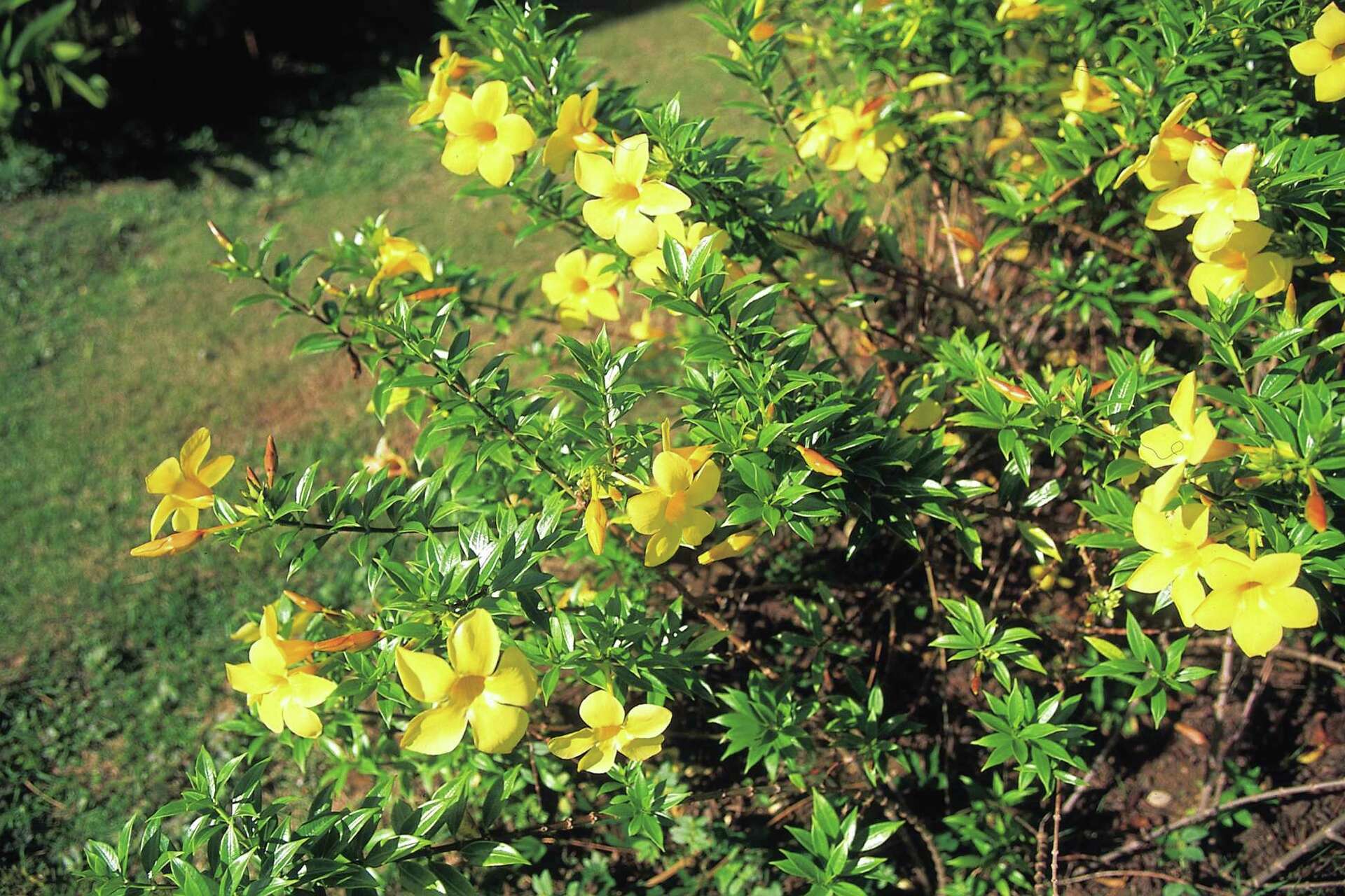 How to Plant Damiana