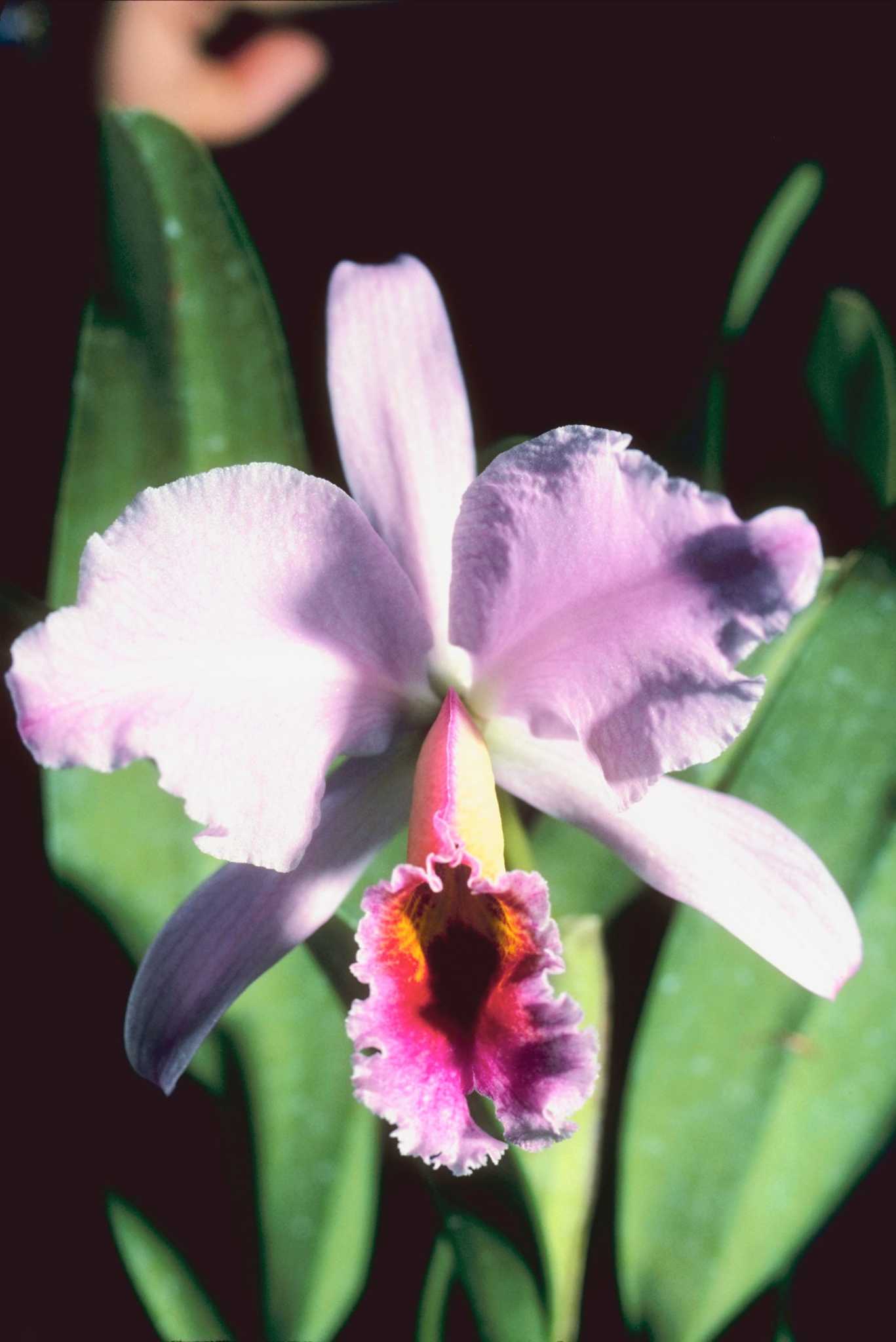Types of Hothouse Plants