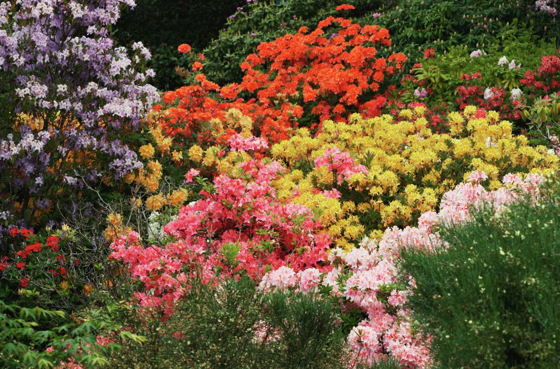 How to Plant Dynamite Crape Myrtles