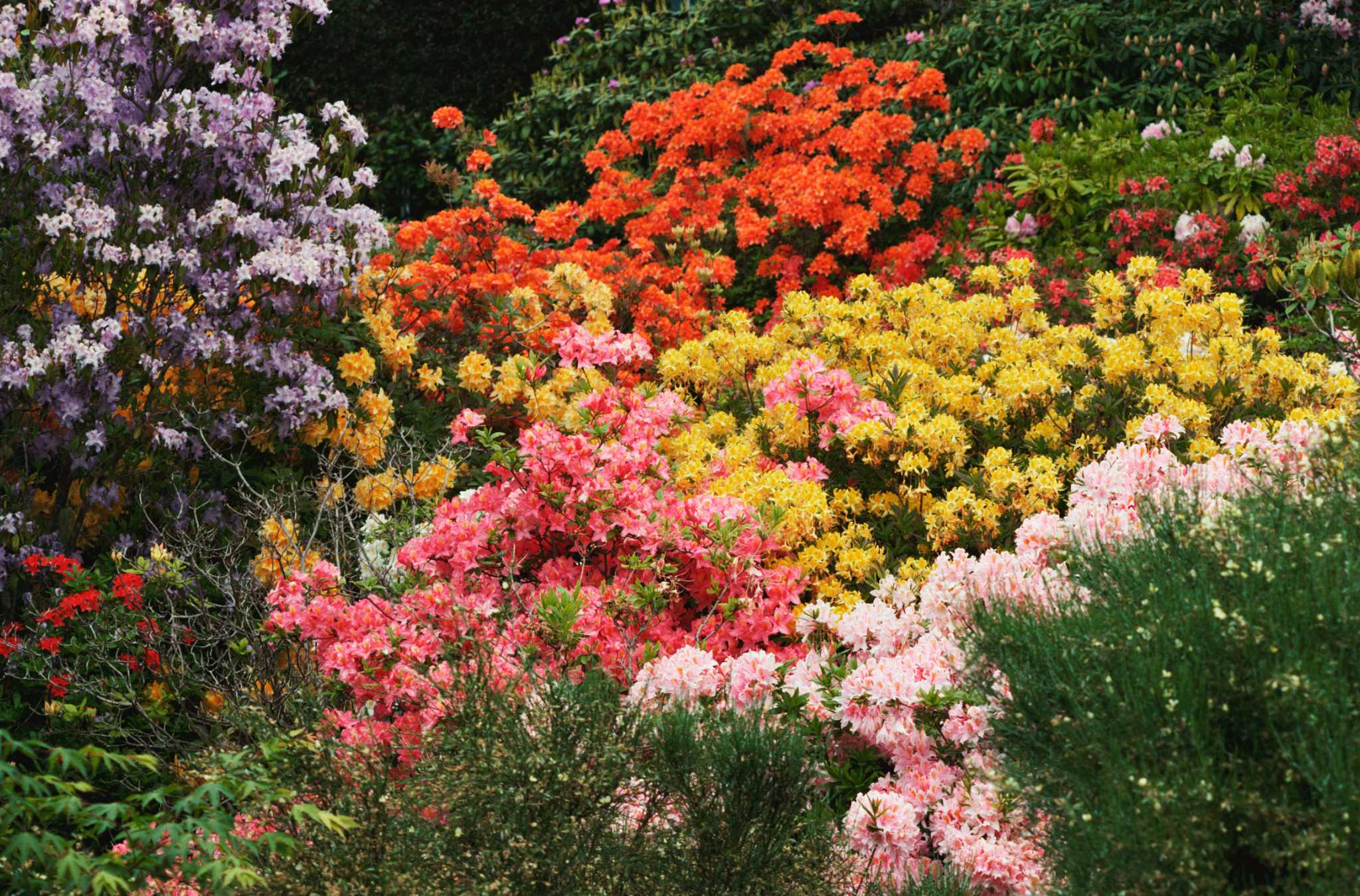 Azaleas Under Pine Trees Plants To Grow Under Pine Trees In Australia