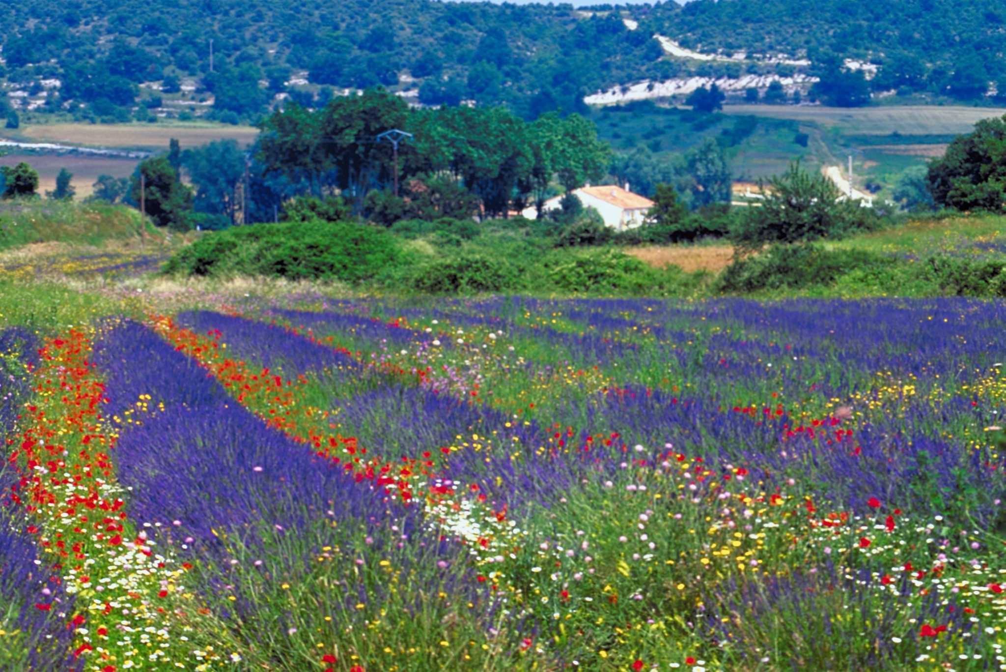 Types of Italian Flowers