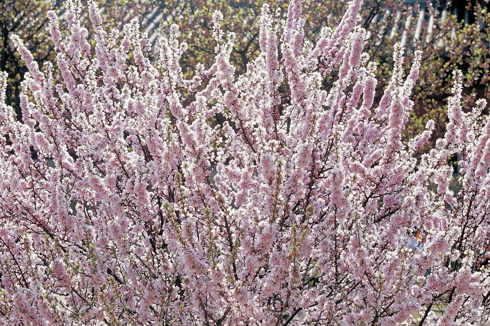 How to Plant a Flowering Almond Shrub