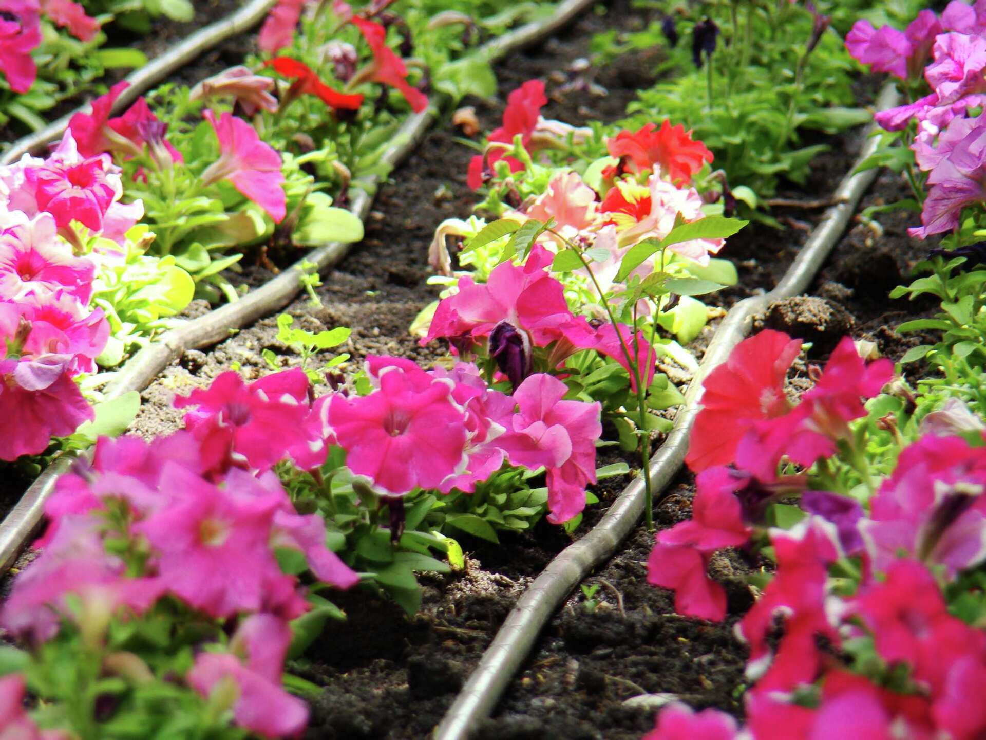 How to Plant Flowers With Landscape Fabric for Weed Protection