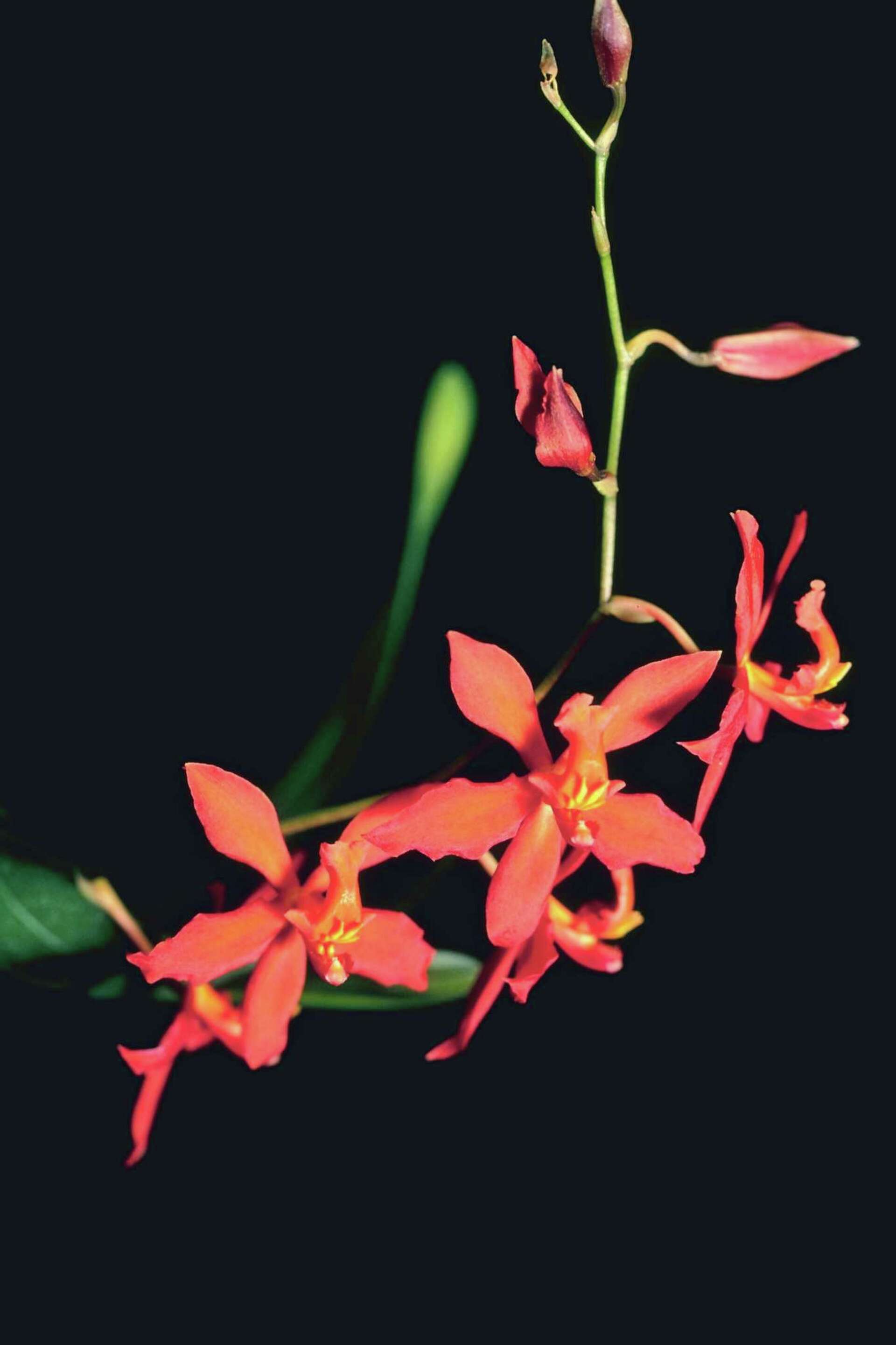 Types of Orange Orchids