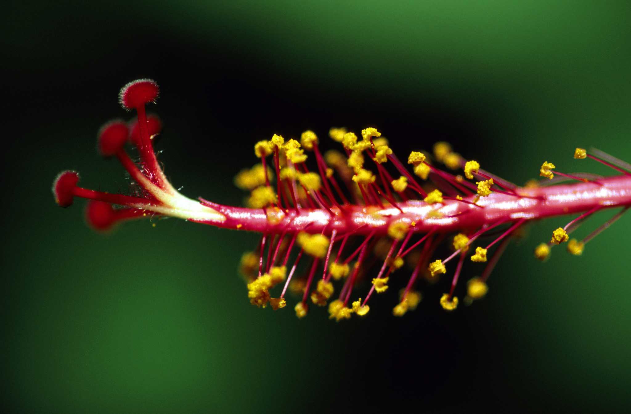 Types of Plants That Can't Self-Pollinate