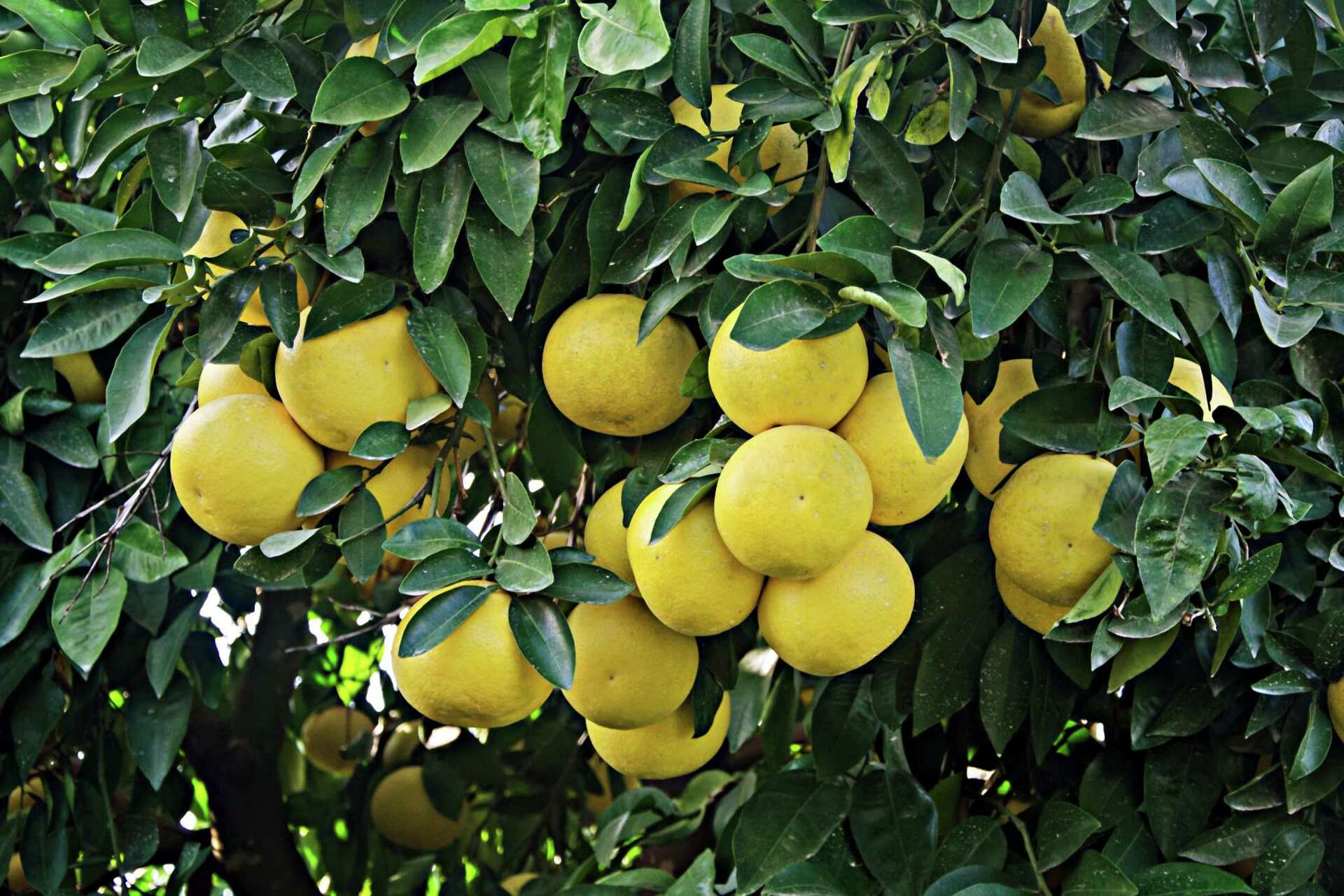 How to Plant Grapefruit Seed