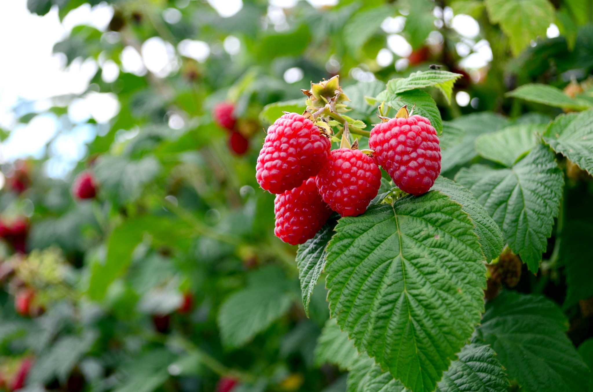 Types Of Red Berry Trees