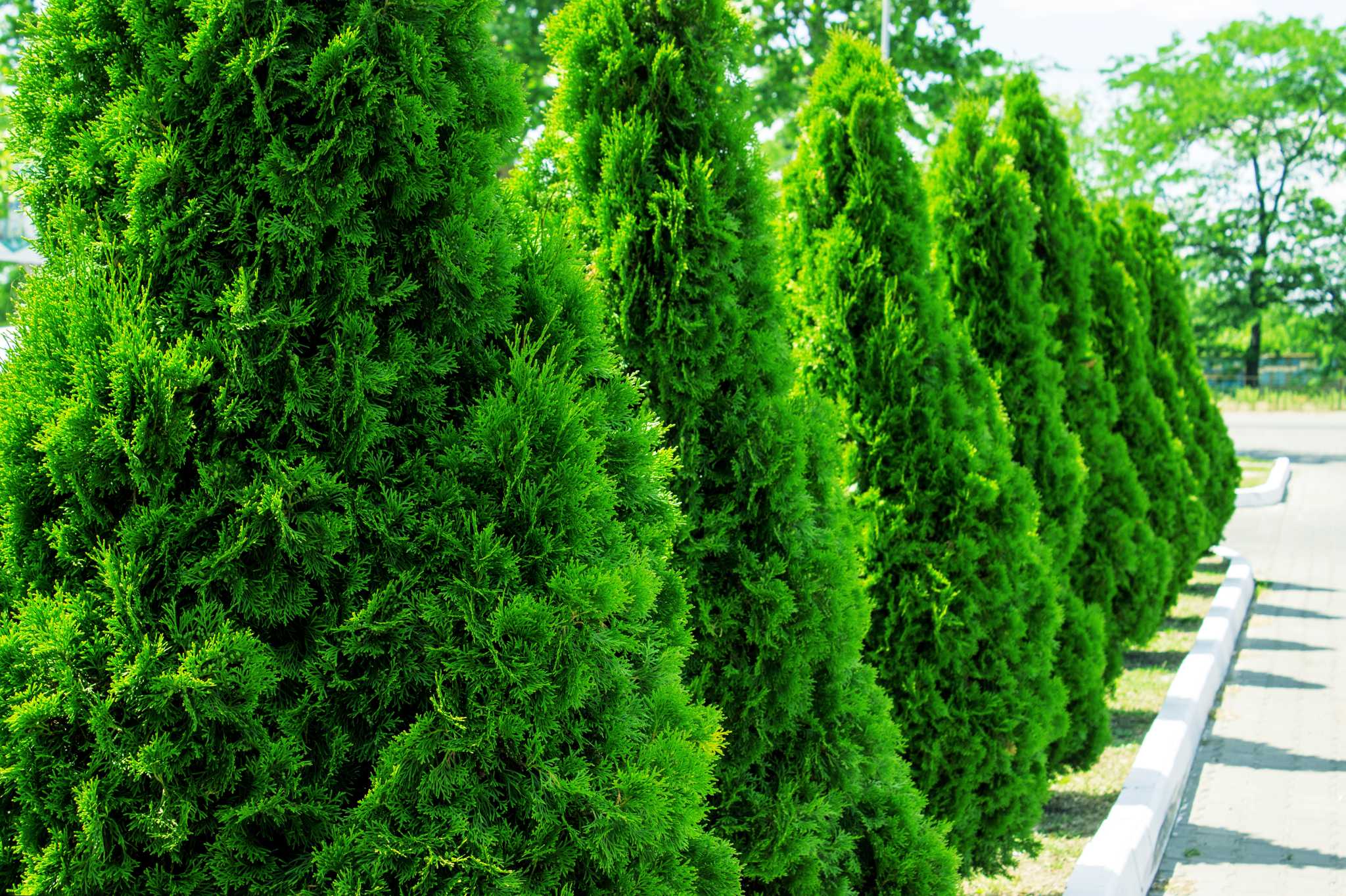 How to Plant Green Giant Arborvitae