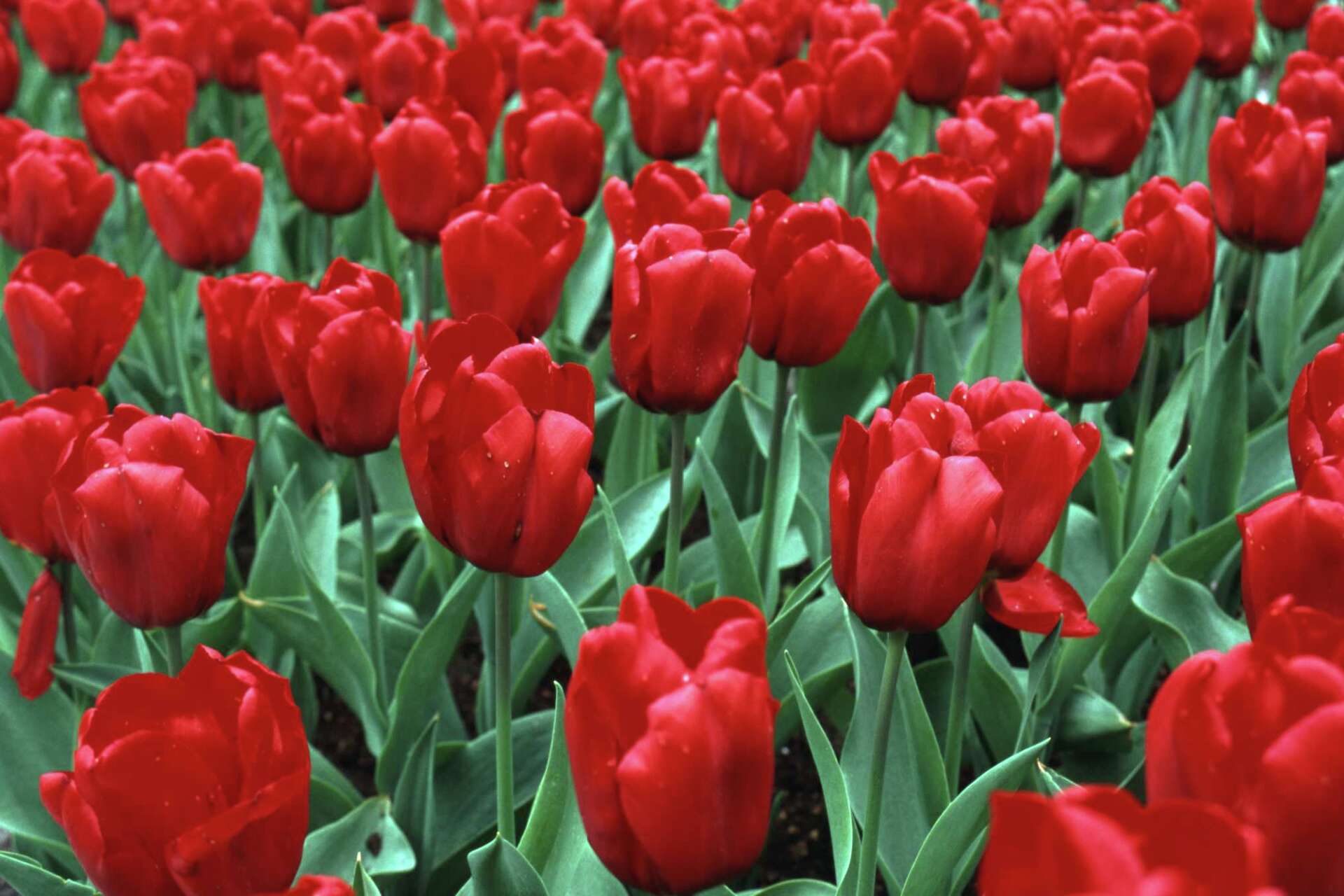 Types of Red Tulips