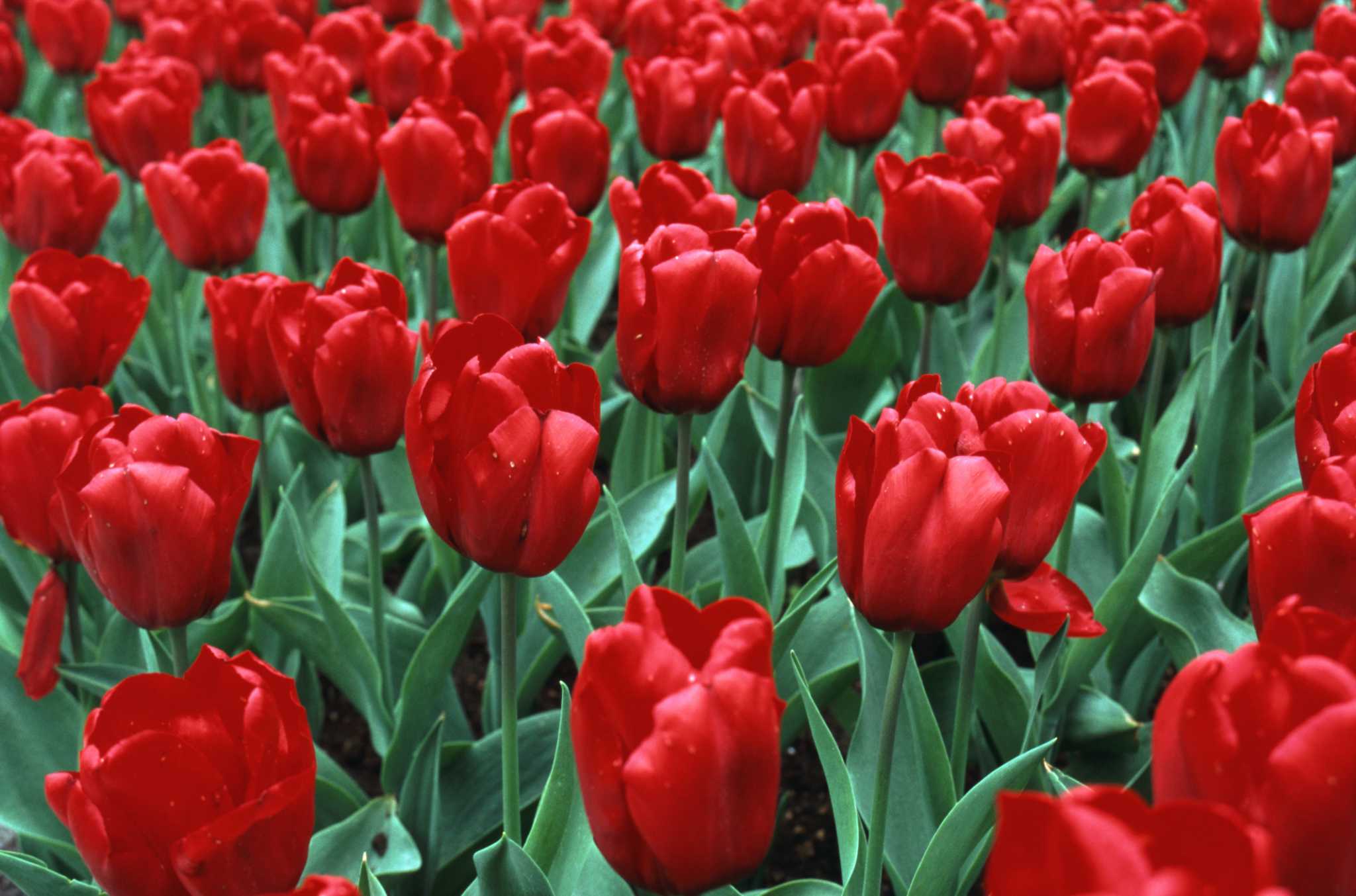 Types of Red Tulips