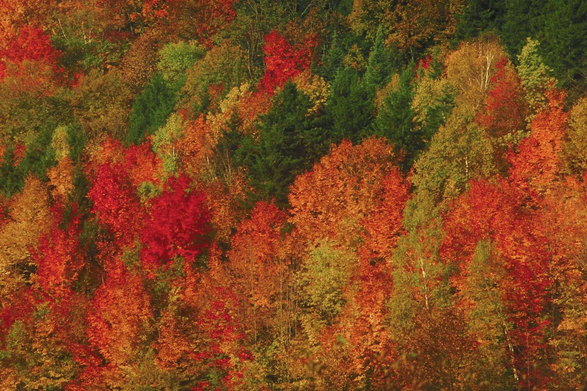 Types of Serviceberry Trees