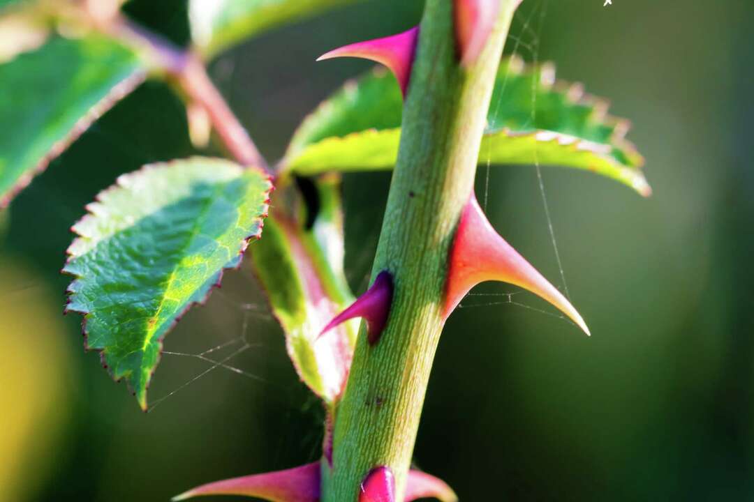 Types of Thorn Bushes