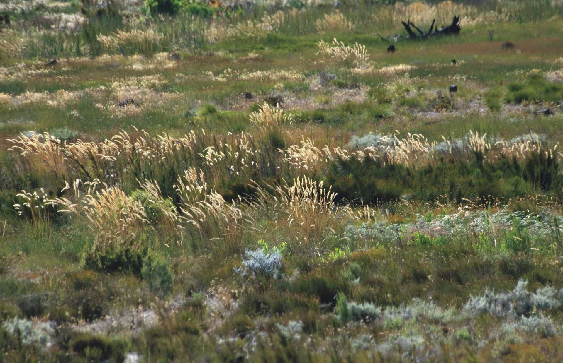 When to Plant Indian Grass?