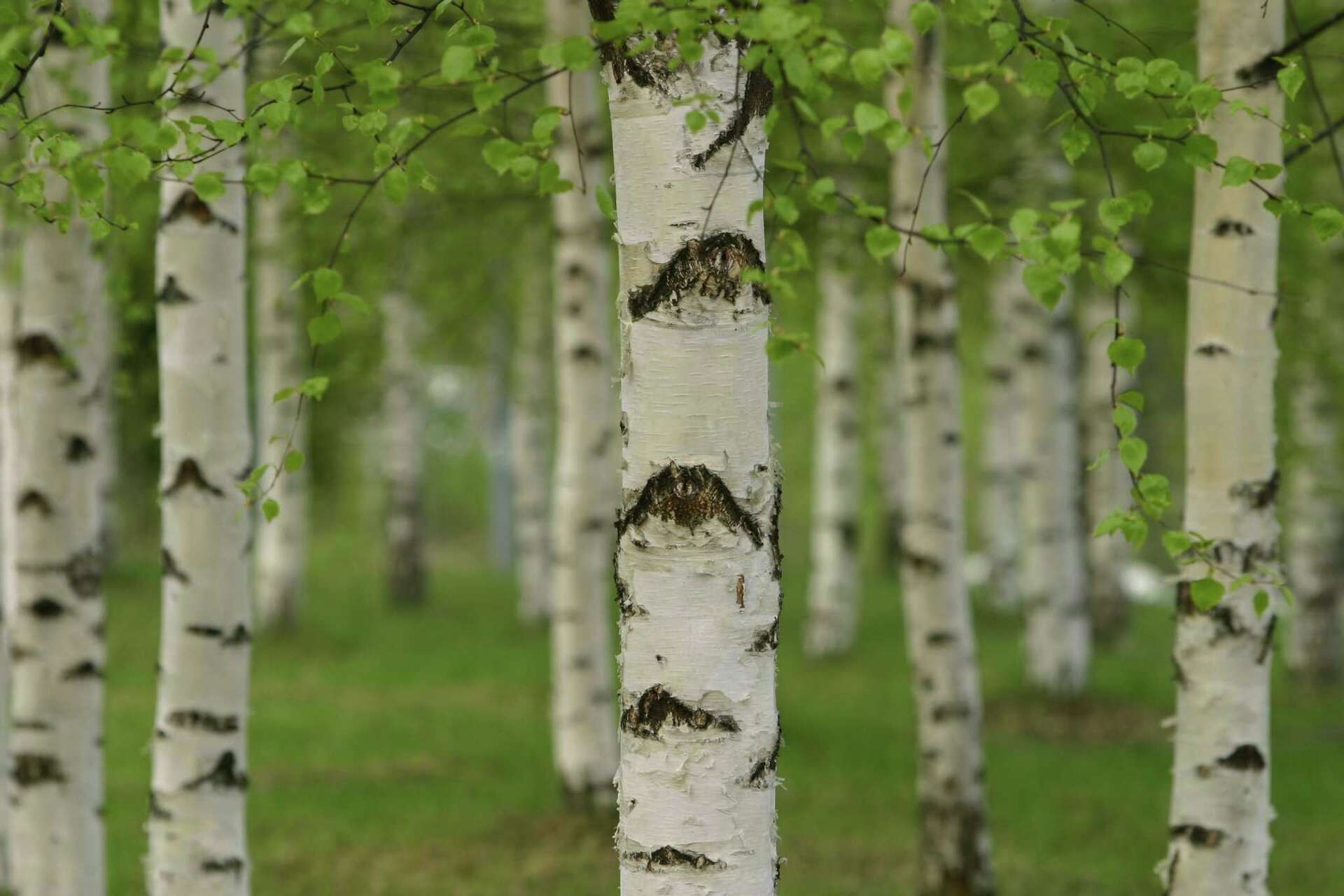 Planting Birch Tree Seeds
