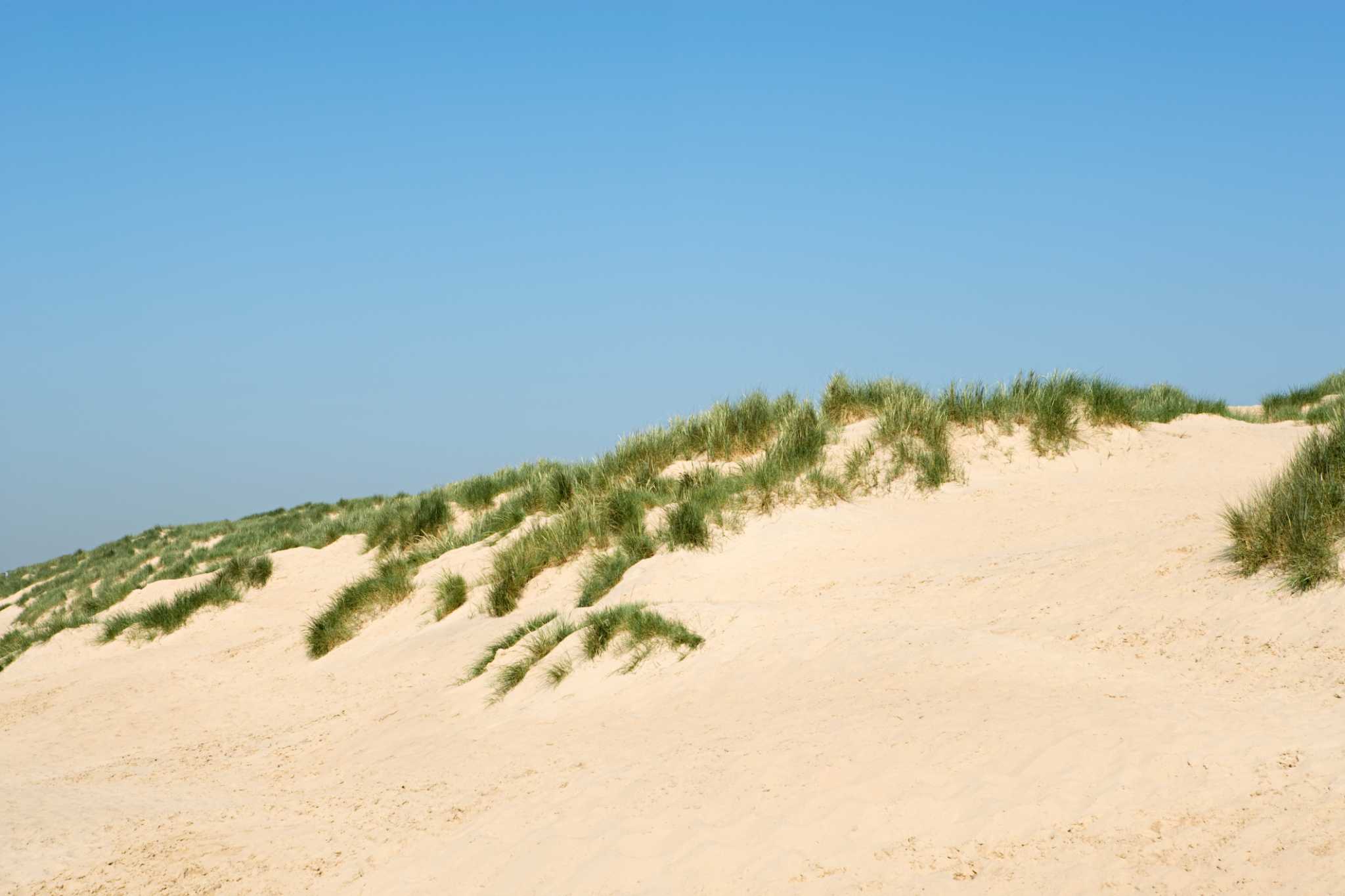Planting Dune Grasses