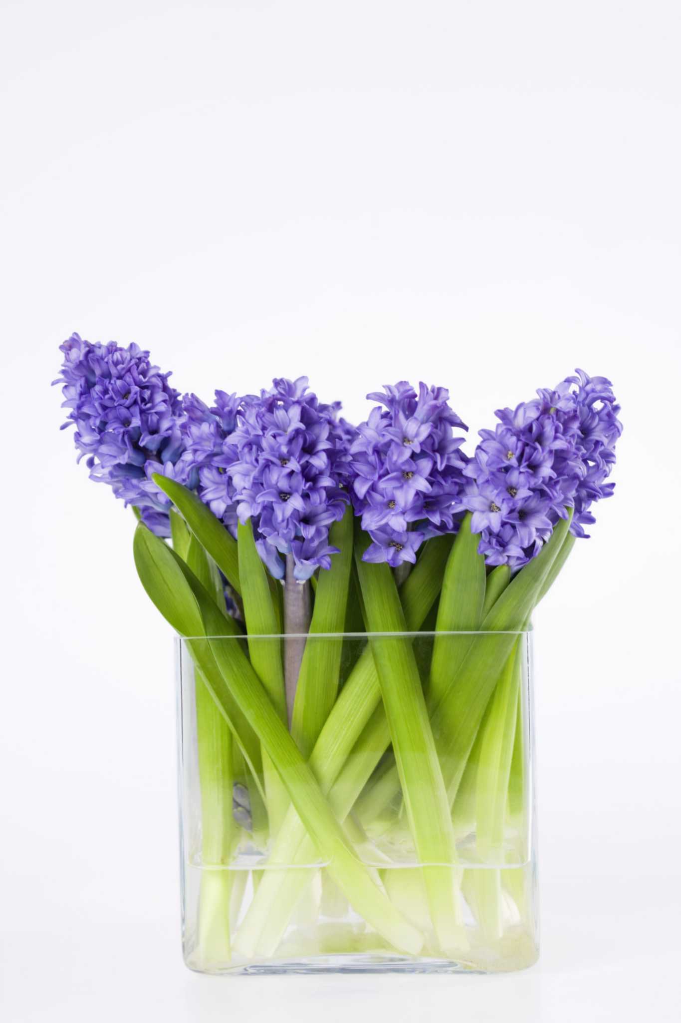Planting Hyacinths