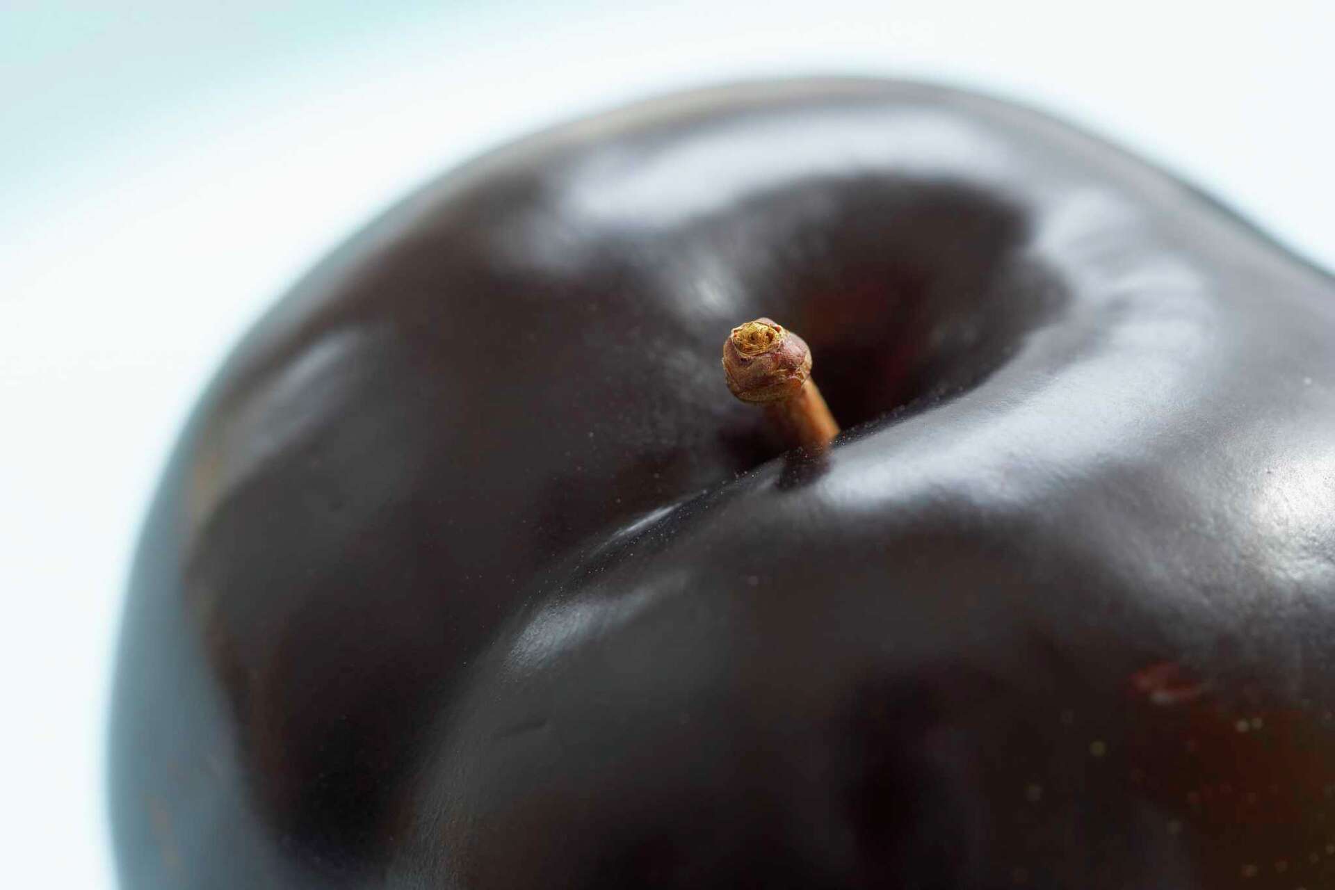 Planting Italian Prune Trees