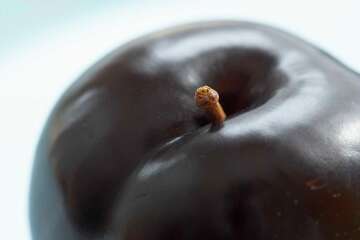 Planting Italian Prune Trees