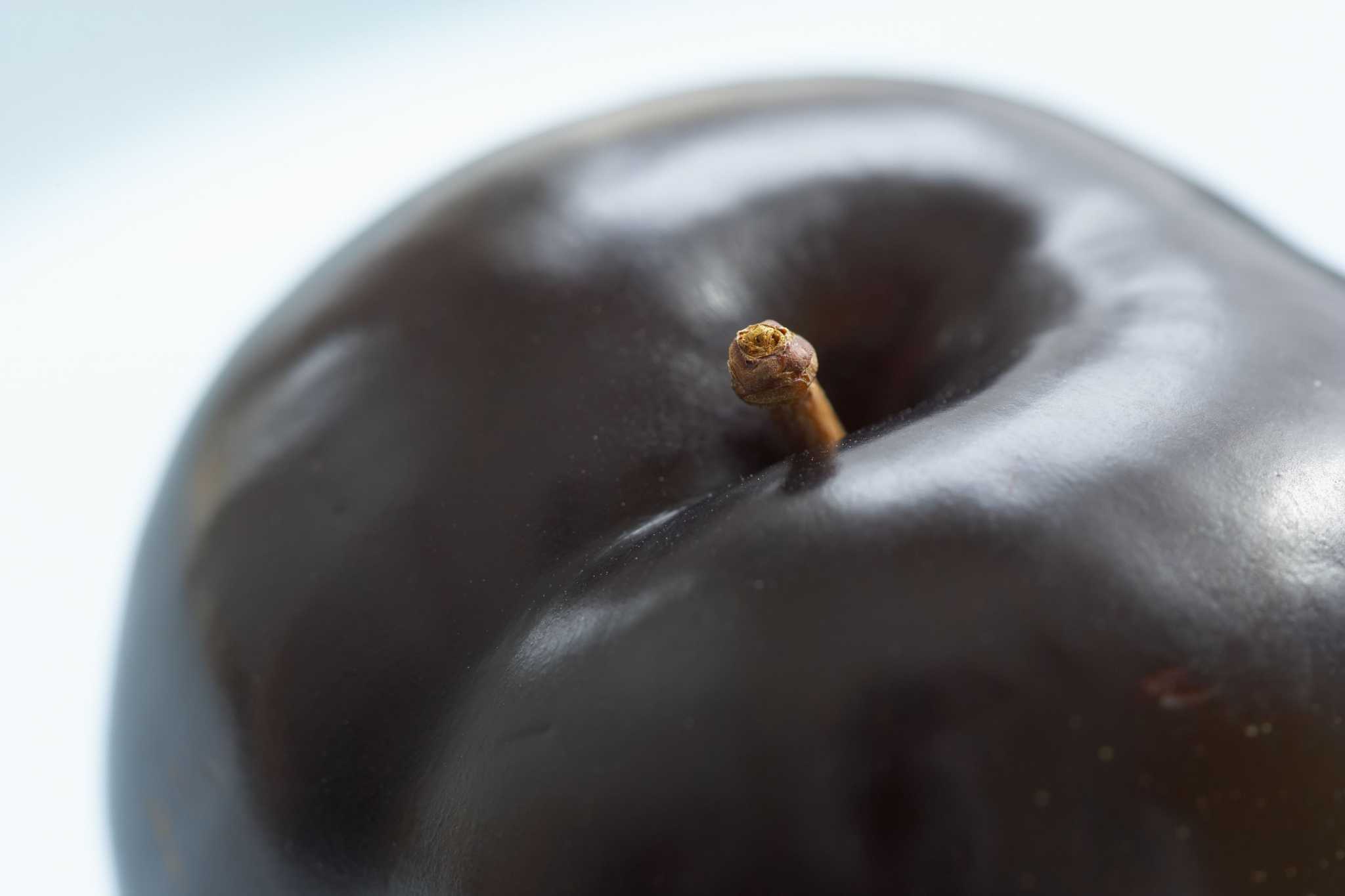 Planting Italian Prune Trees