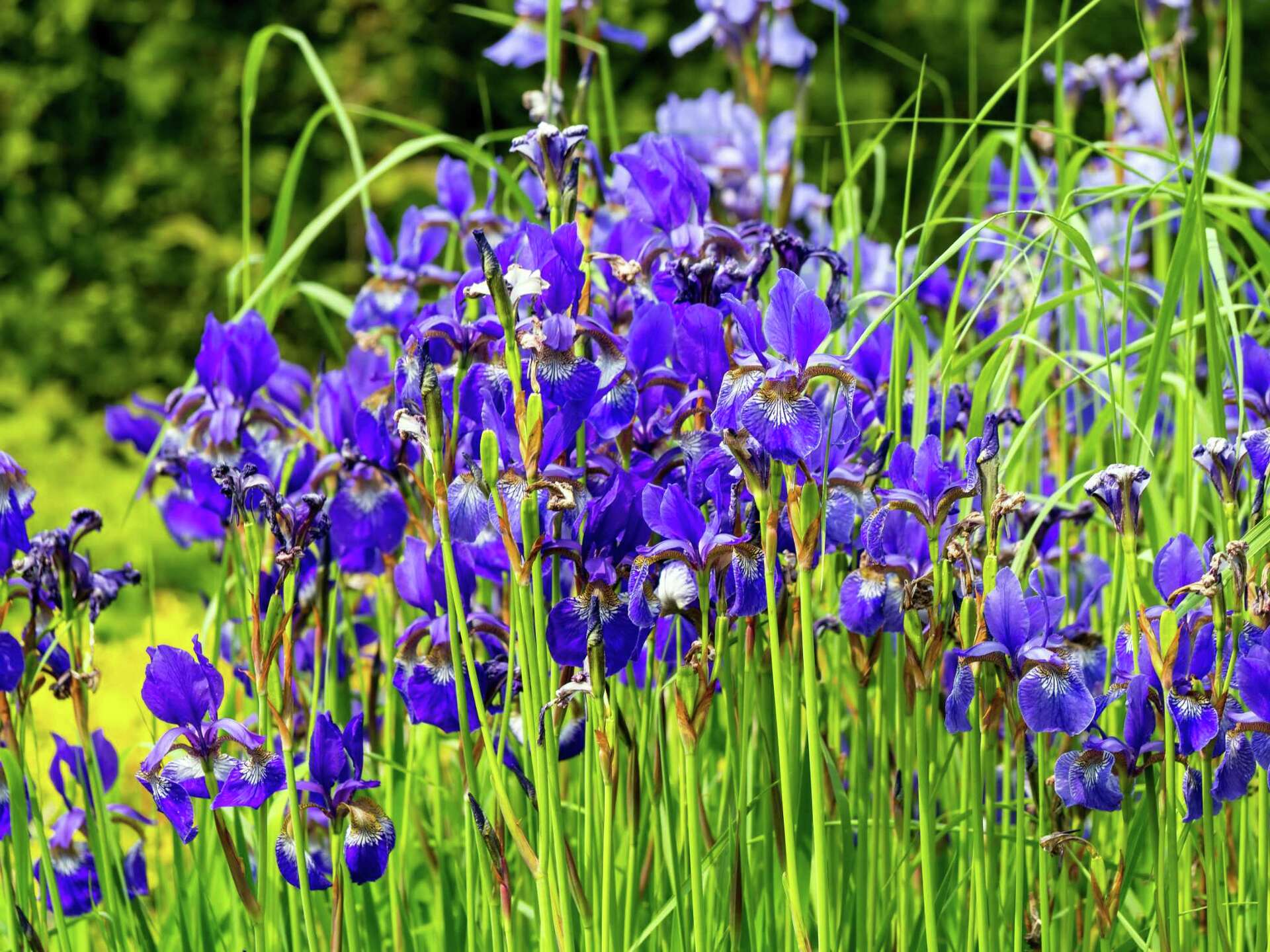 Do You Plant Iris Plants in Sunlight or Shade?