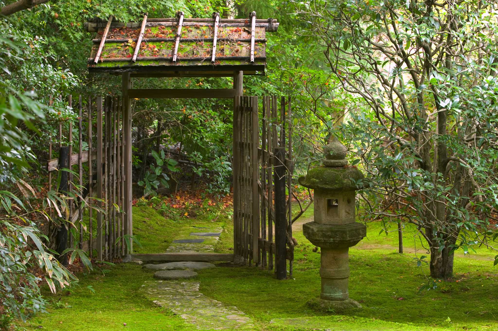 How to Plant Katsura