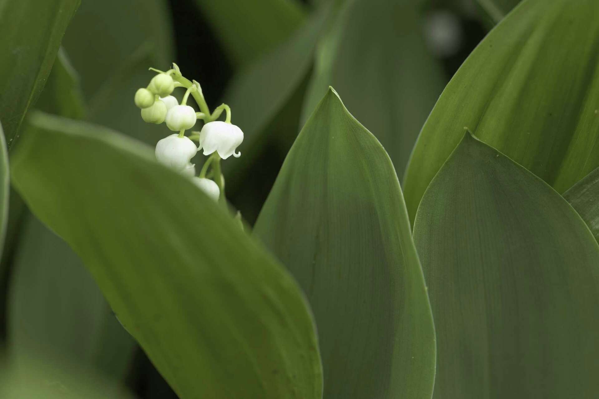 How to Plant Lily of the Valley Pips