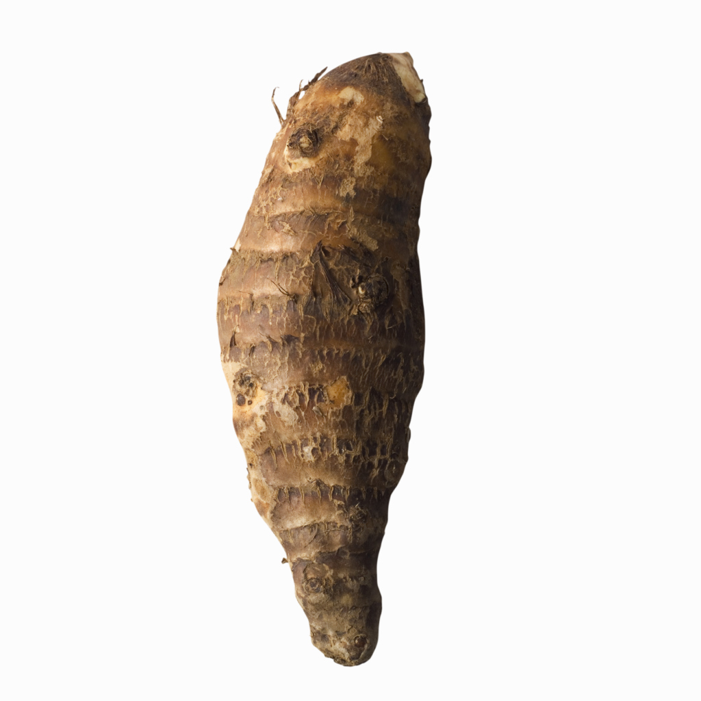How to Plant Malanga