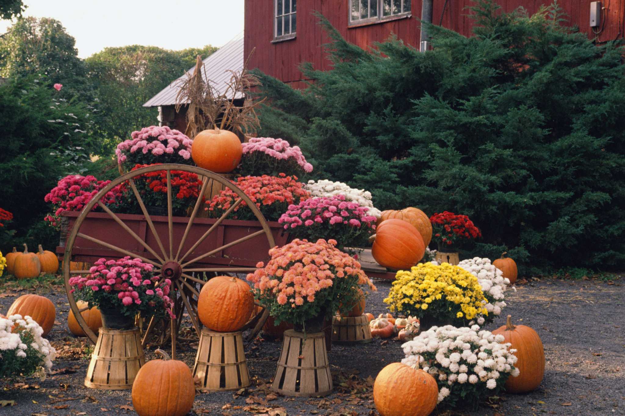 How to Plant Mums in Real Pumpkins