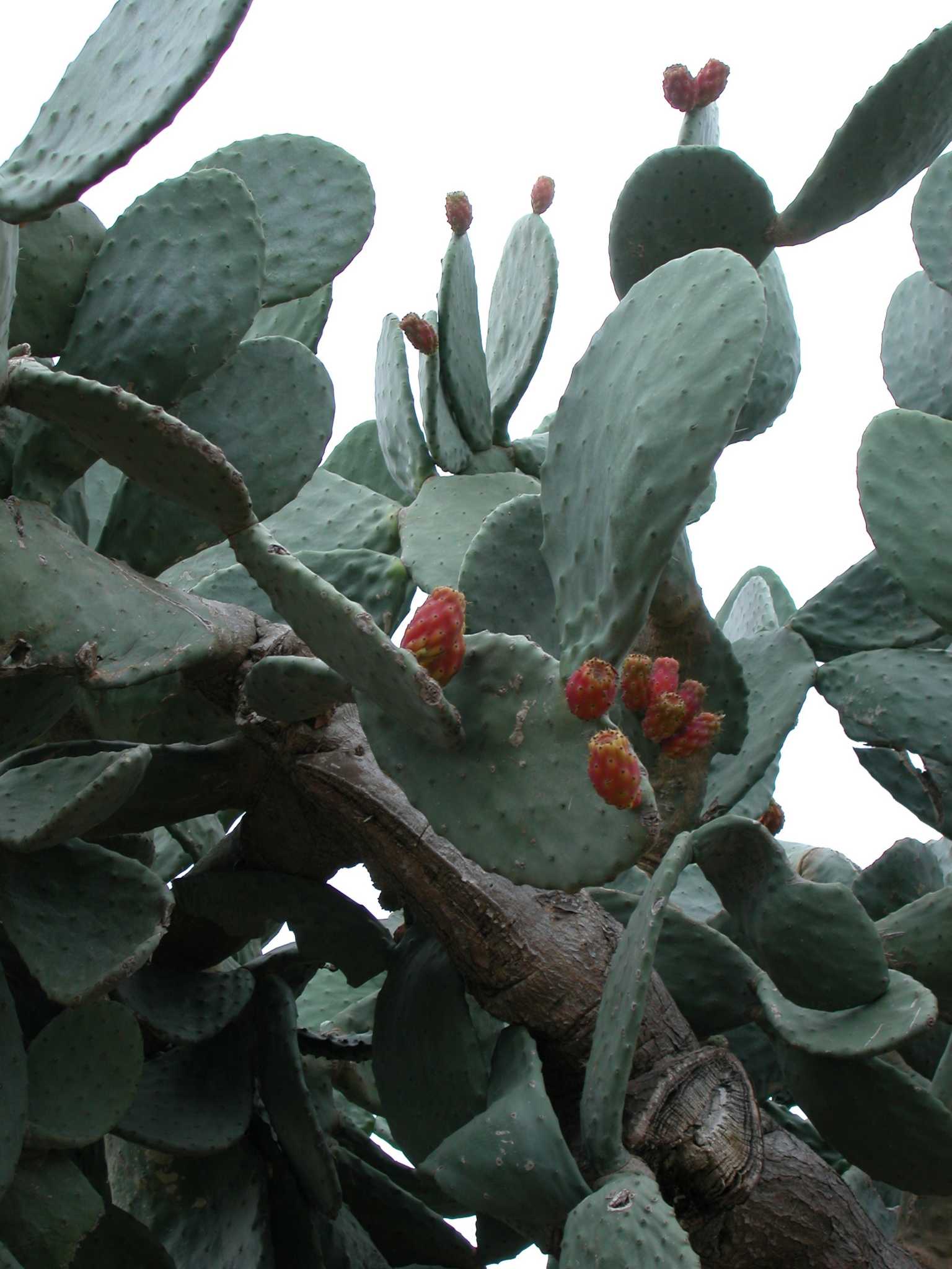 How to Plant a Nopal Plant Cutting