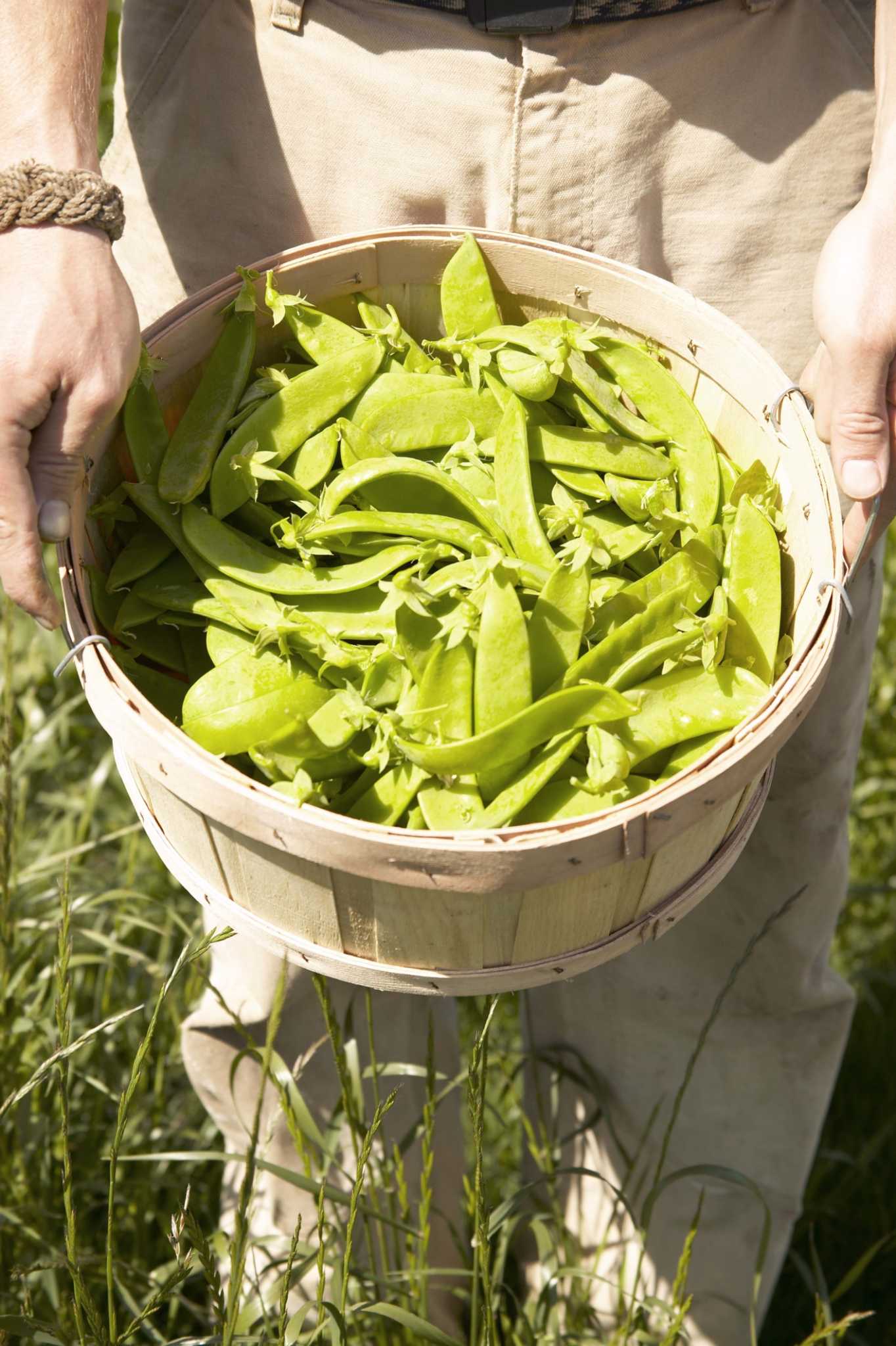 How to Plant Sugar Pea Pods