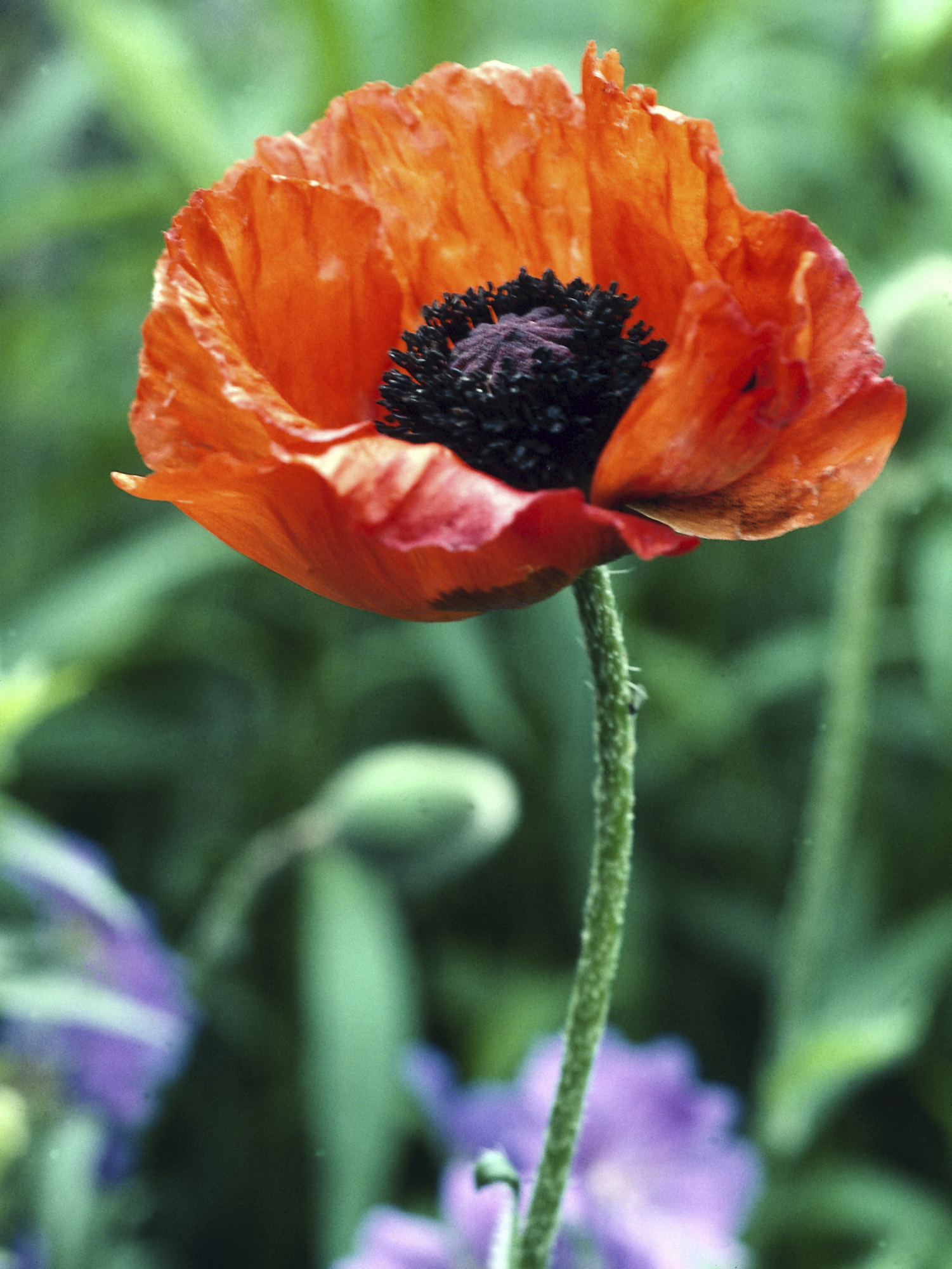 Poppy Plants for Fall Planting