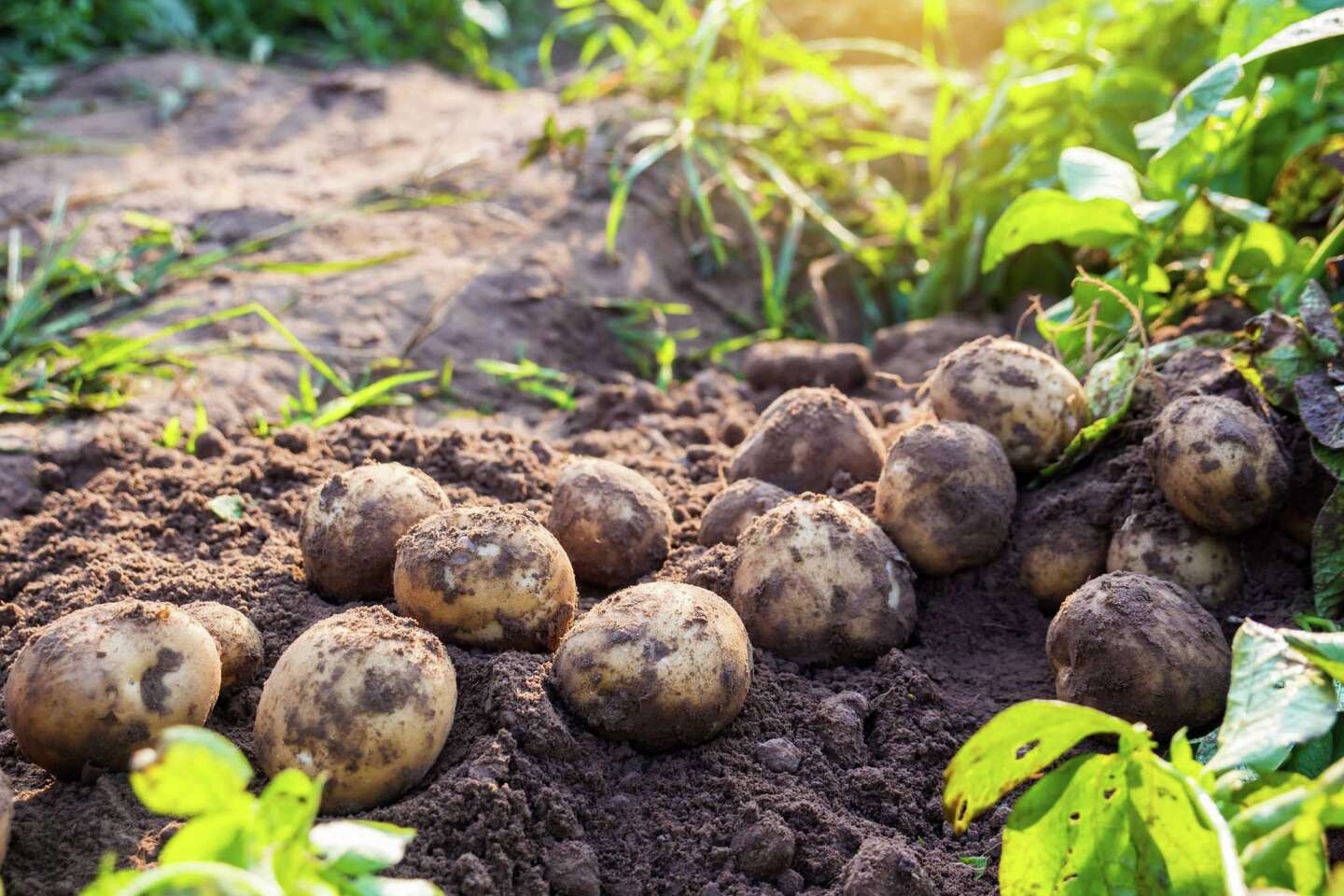 How to Plant Potatoes With 1-Foot-Long Sprouts