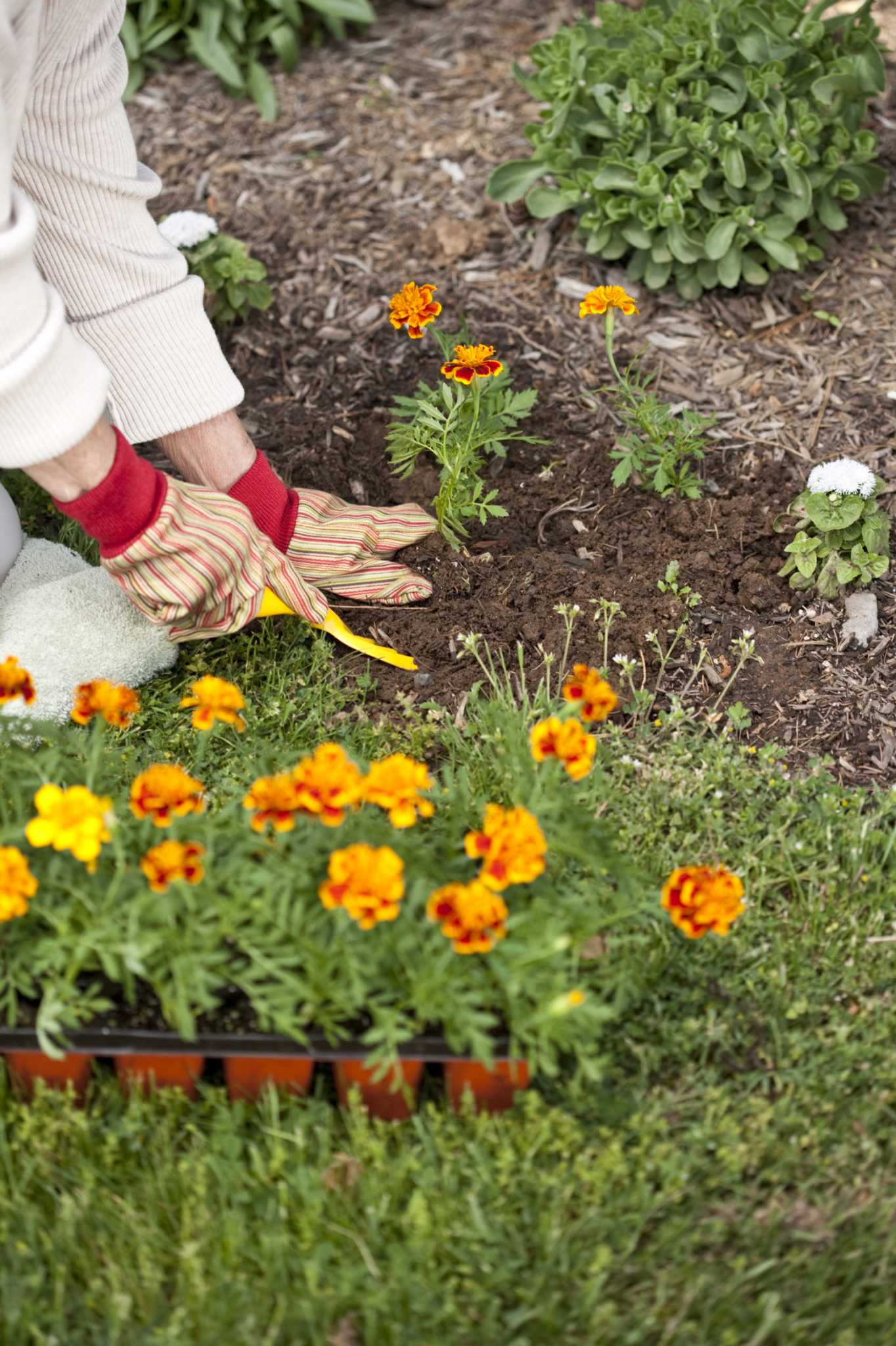 How to Plant Potted Flowers Outdoors in the Soil