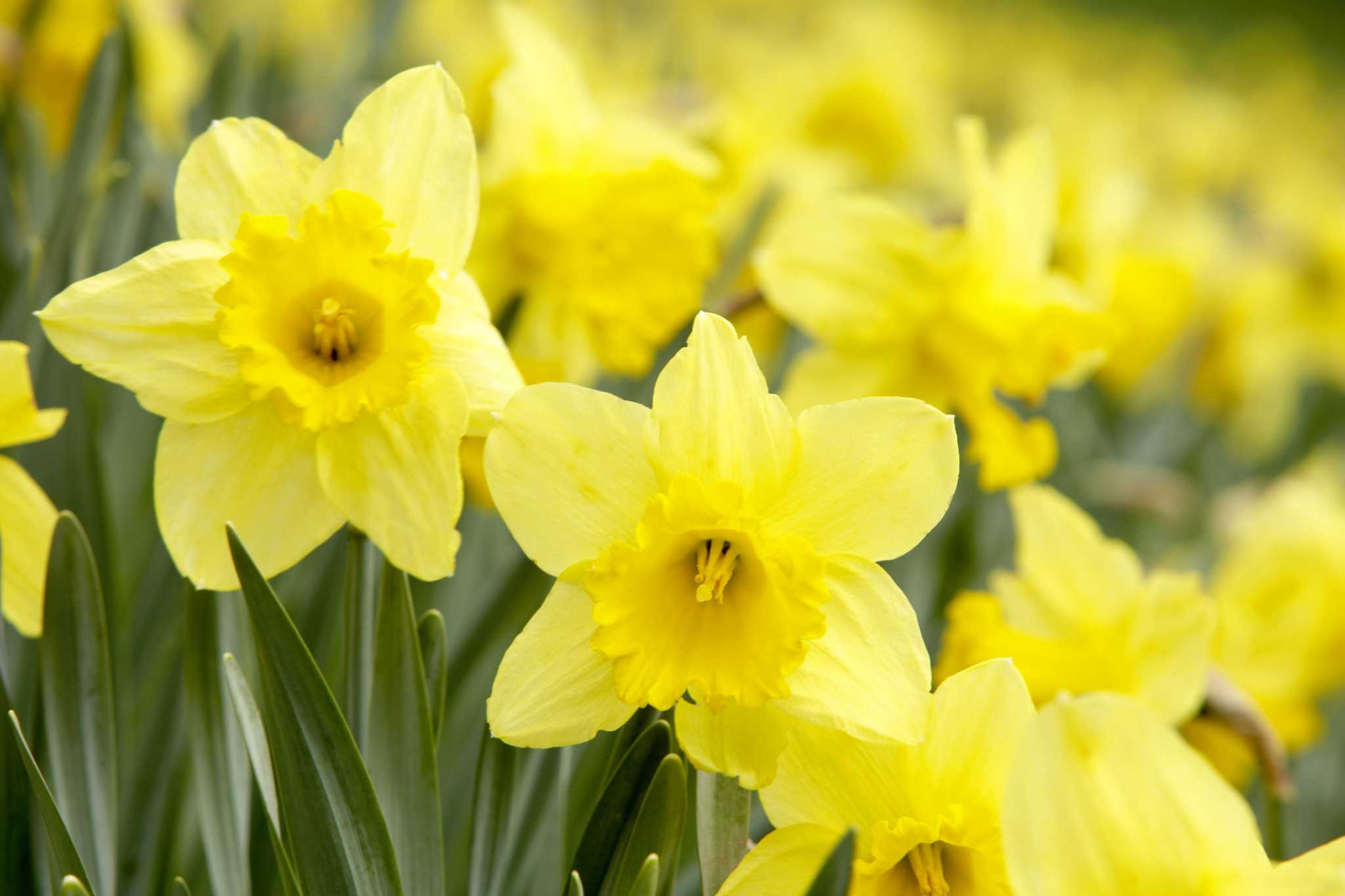 When to Plant Quail Daffodils