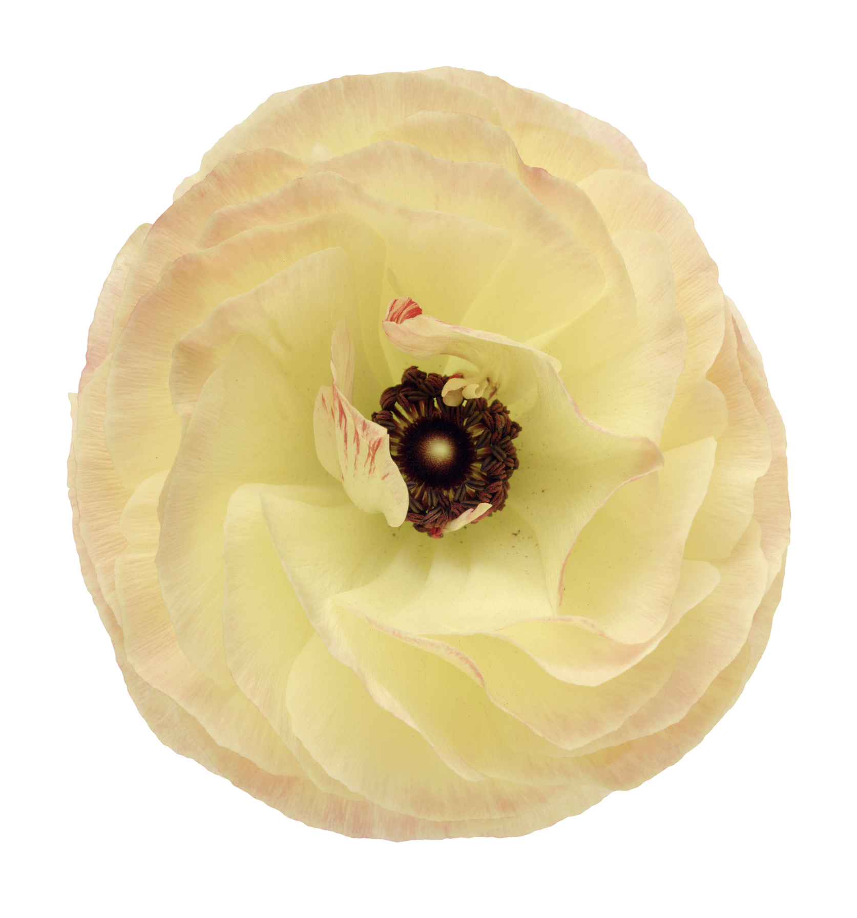 How to Plant a Ranunculus Corm