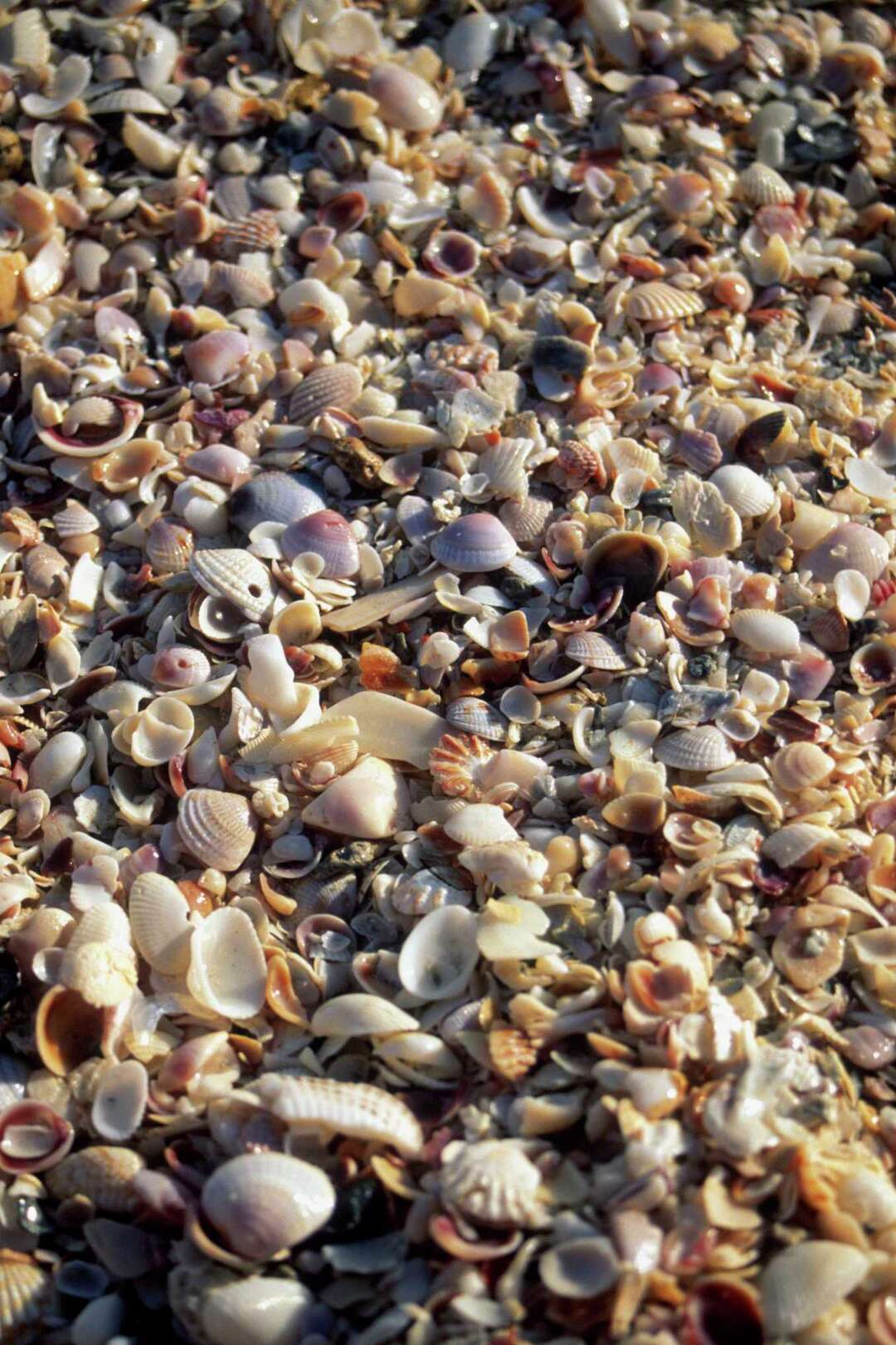 How to Use Crushed Shells as Mulch